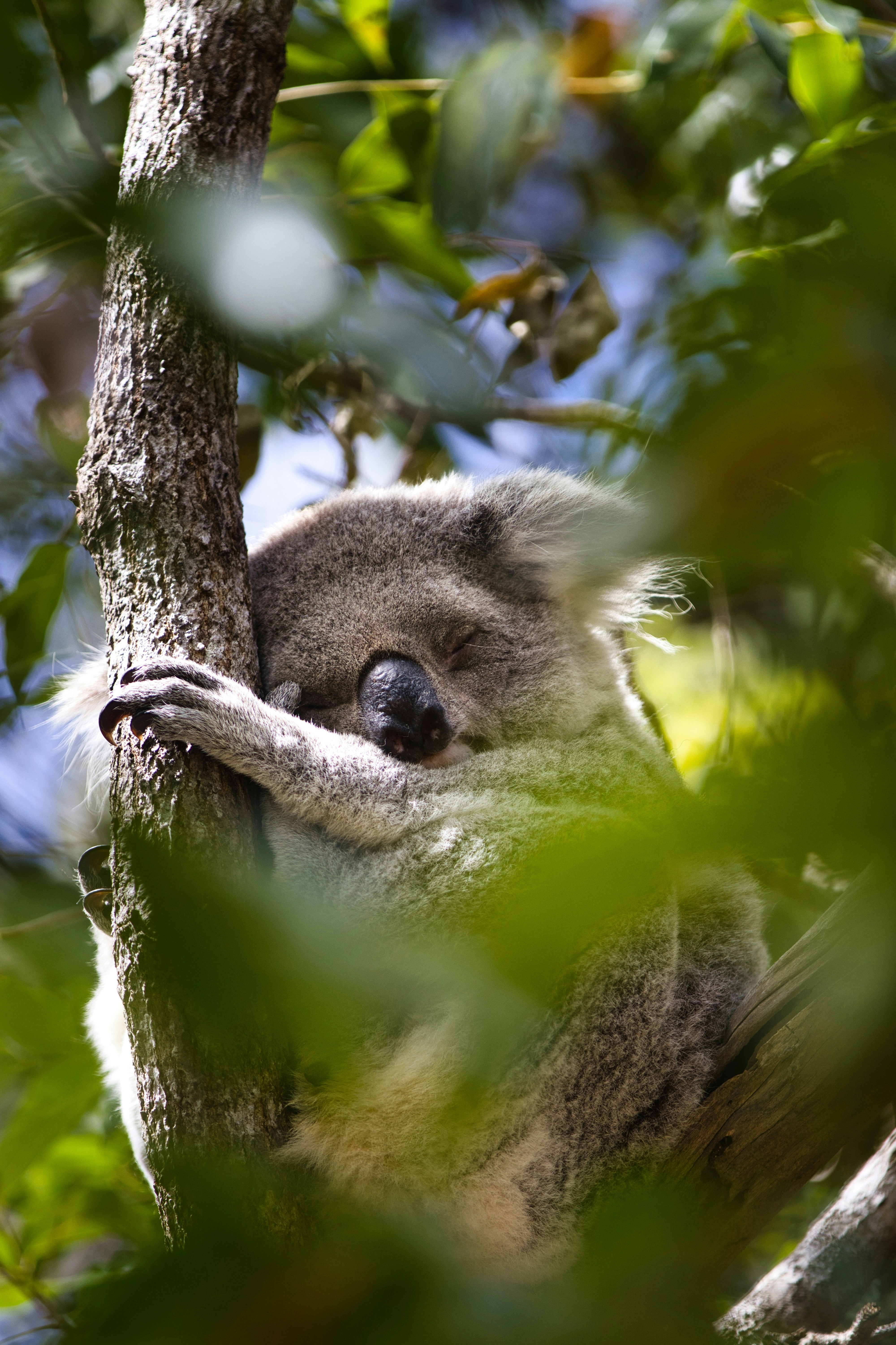 A koala peacefully sleeping on a tree branch, surrounded by lush green foliage. The gentle light filters through the leaves, creating a tranquil atmosphere.