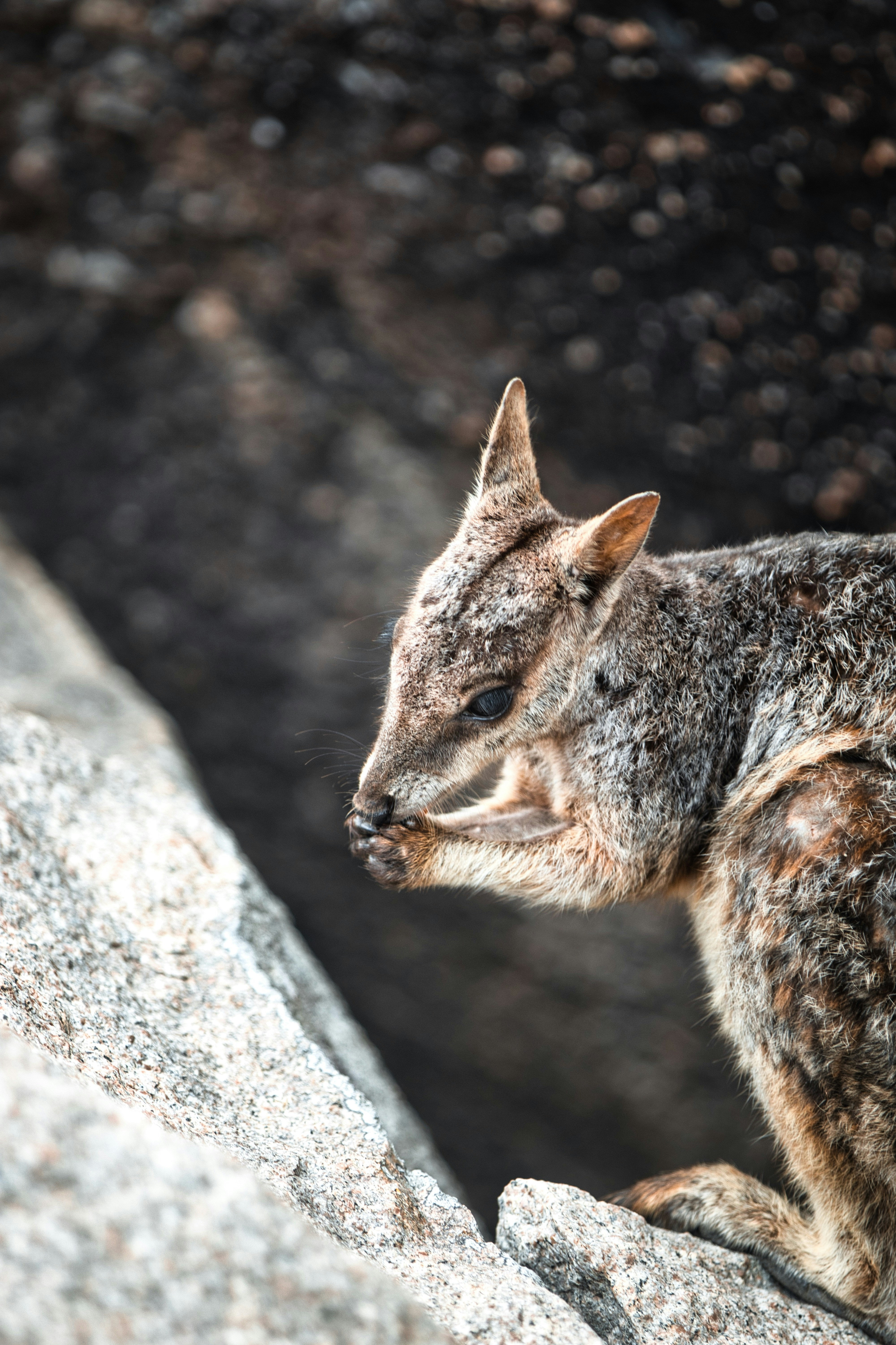 Granite Edge Pause: A Wallaby Scout on Weathered Rocks