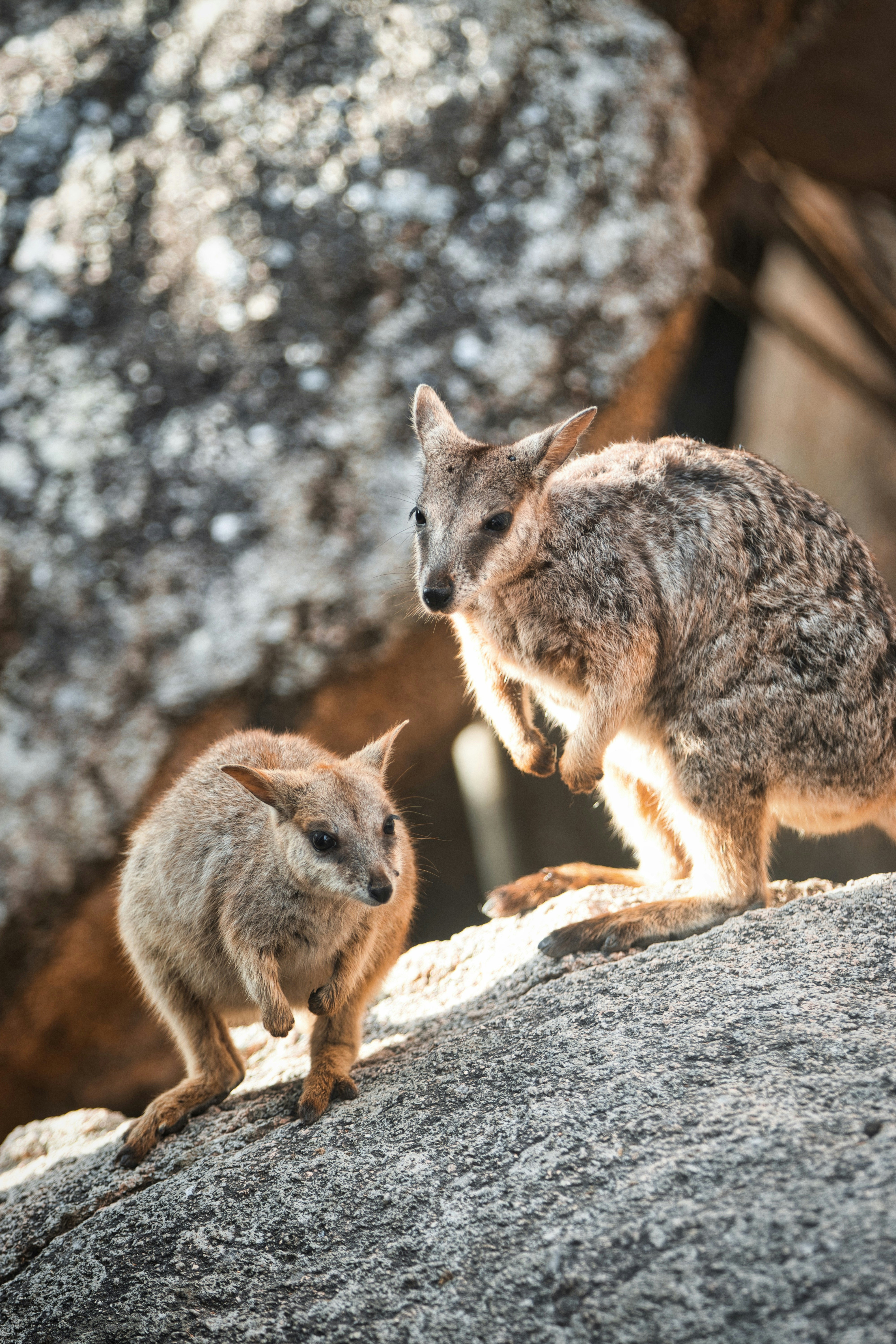 Granite Edge Companions: A Sunlit Pair of Rock Wallabies