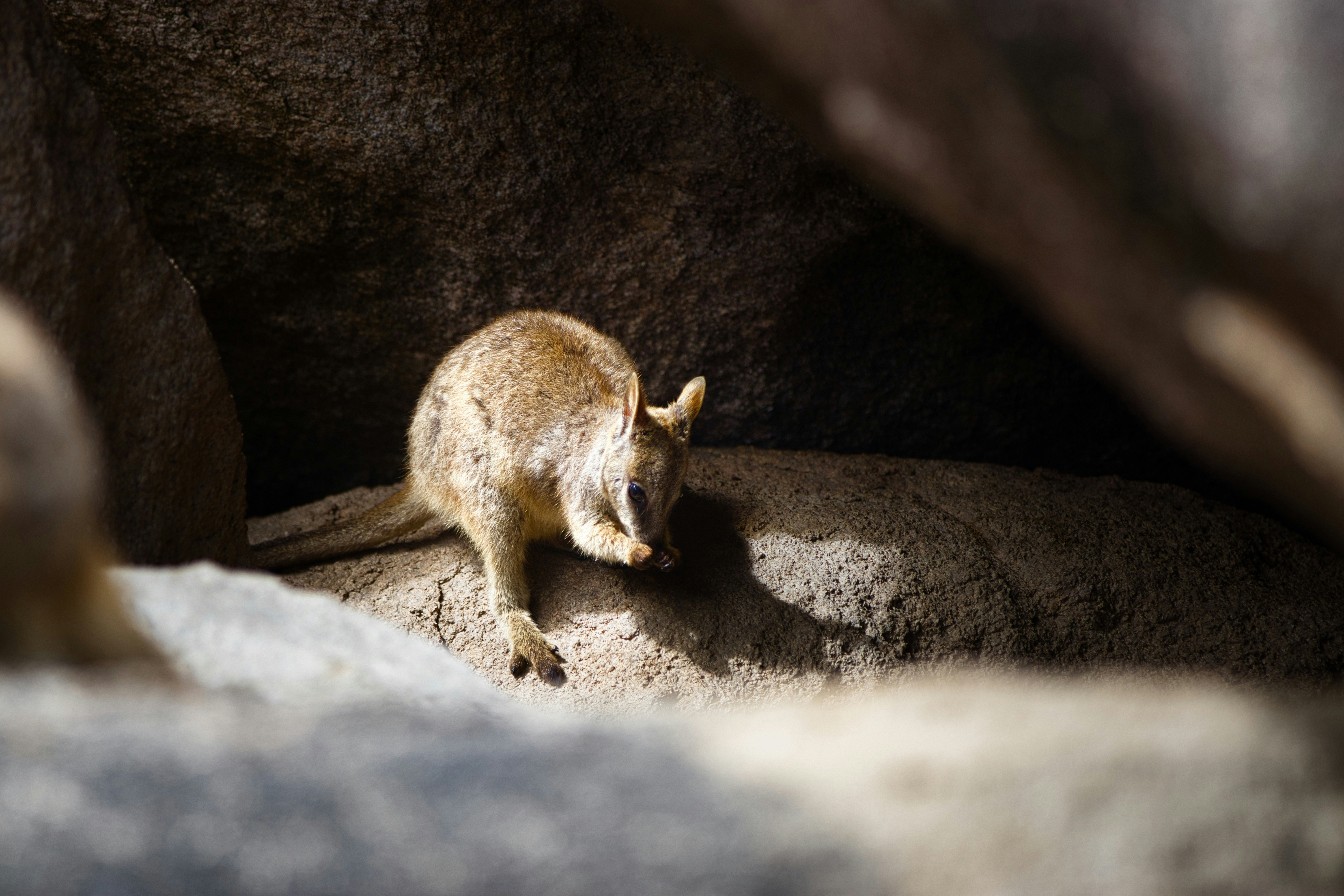 Cave-edge Forager: A solitary rodent on sunlit stone