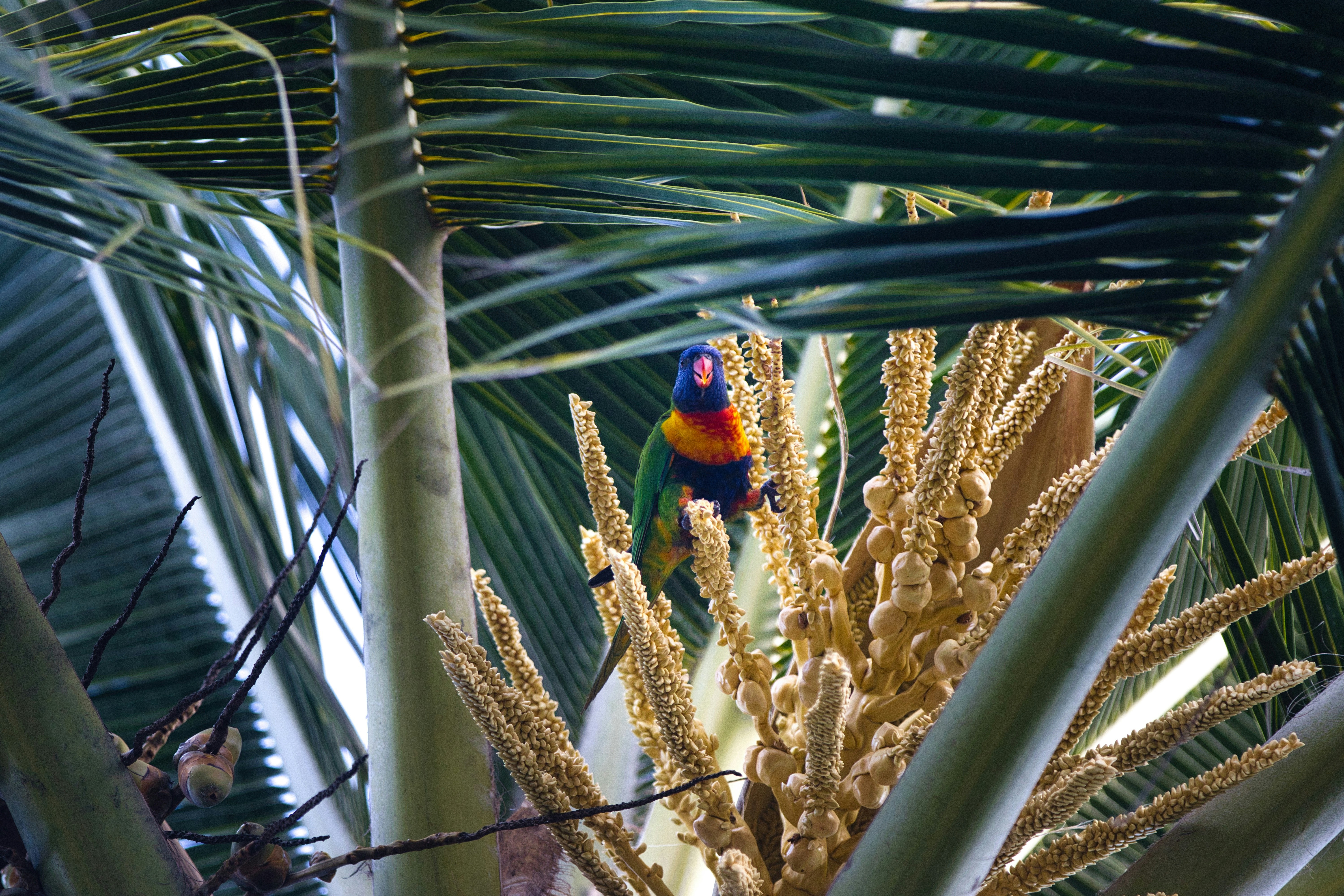 A Colorful Encounter Among the Palms