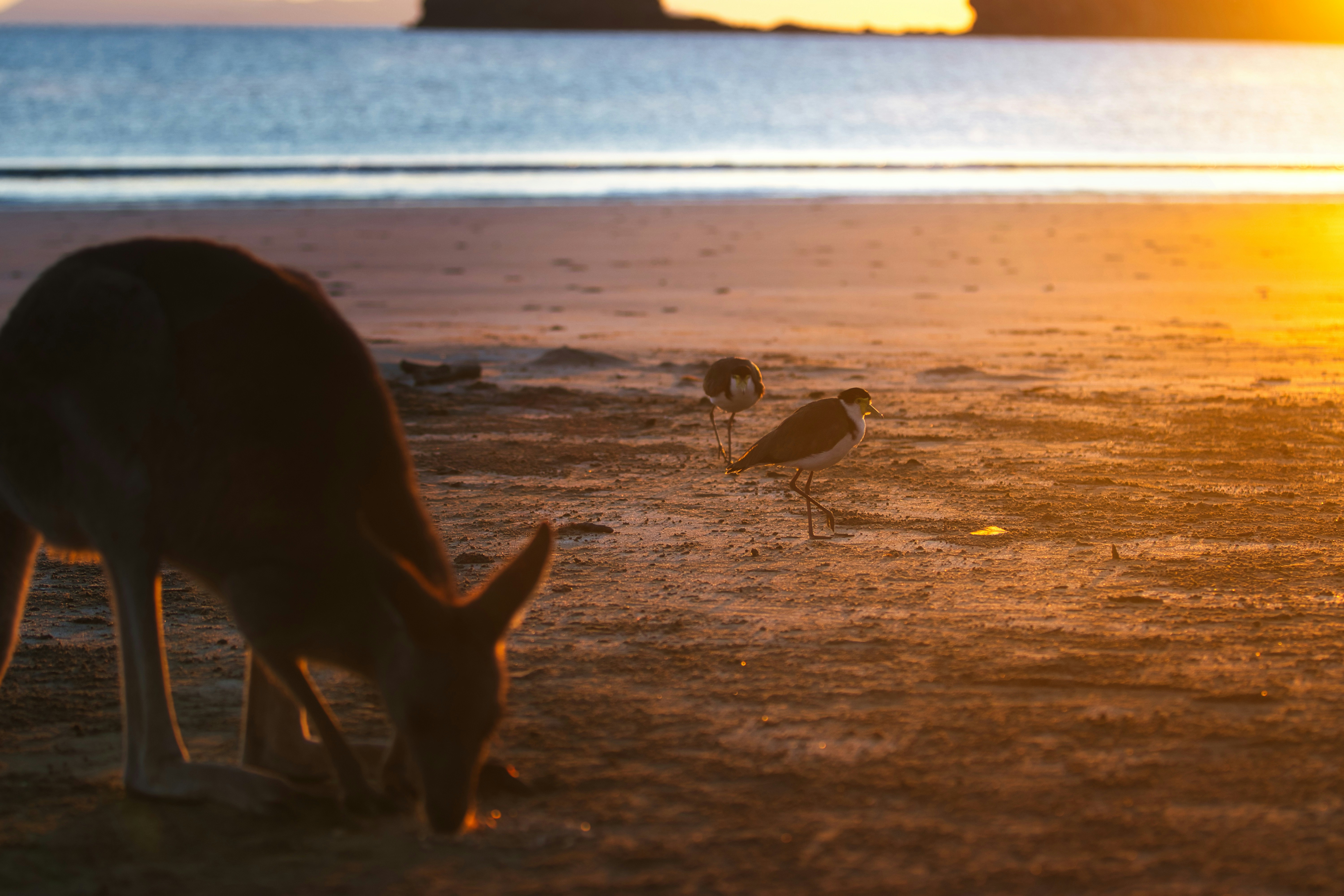 Dusk on the Shore: A Grazing Silhouette and a Shorebird at Sunset