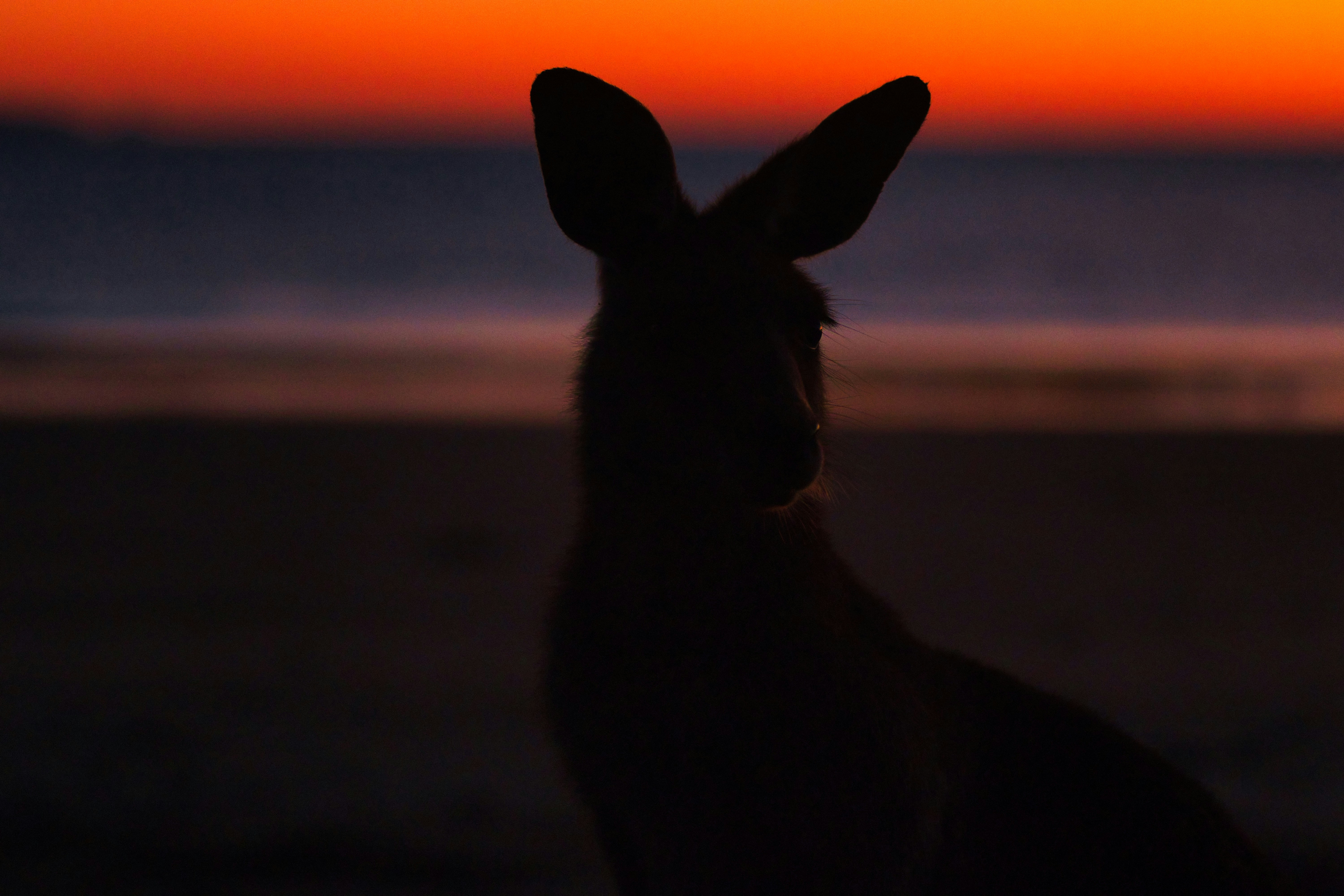 Fiery Horizon, Silent Listener: Beach Silhouette at Dusk