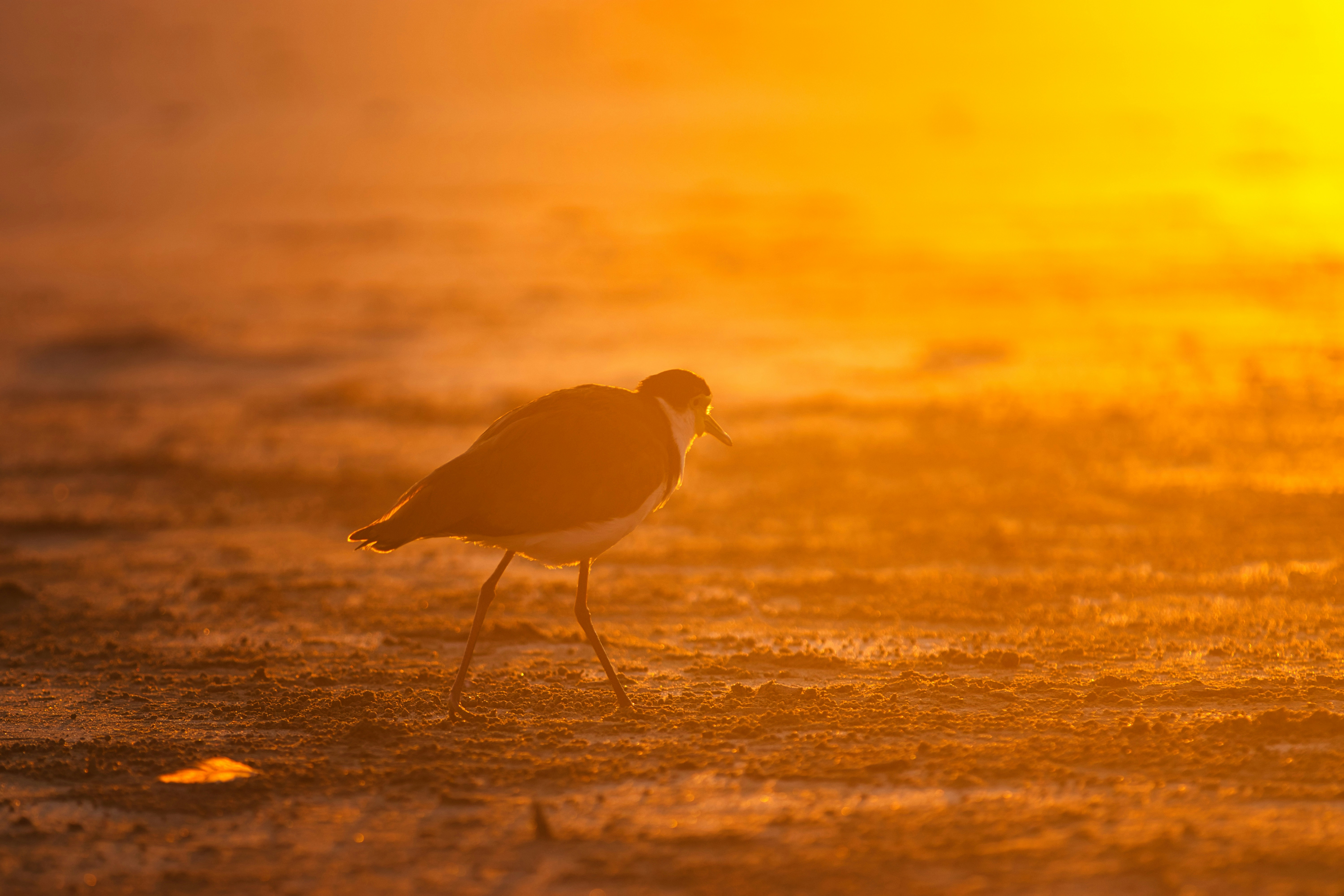 🌄 Available as fine art and acrylic print, and framed poster at https://www.pawsandprints.eu/category/queensland