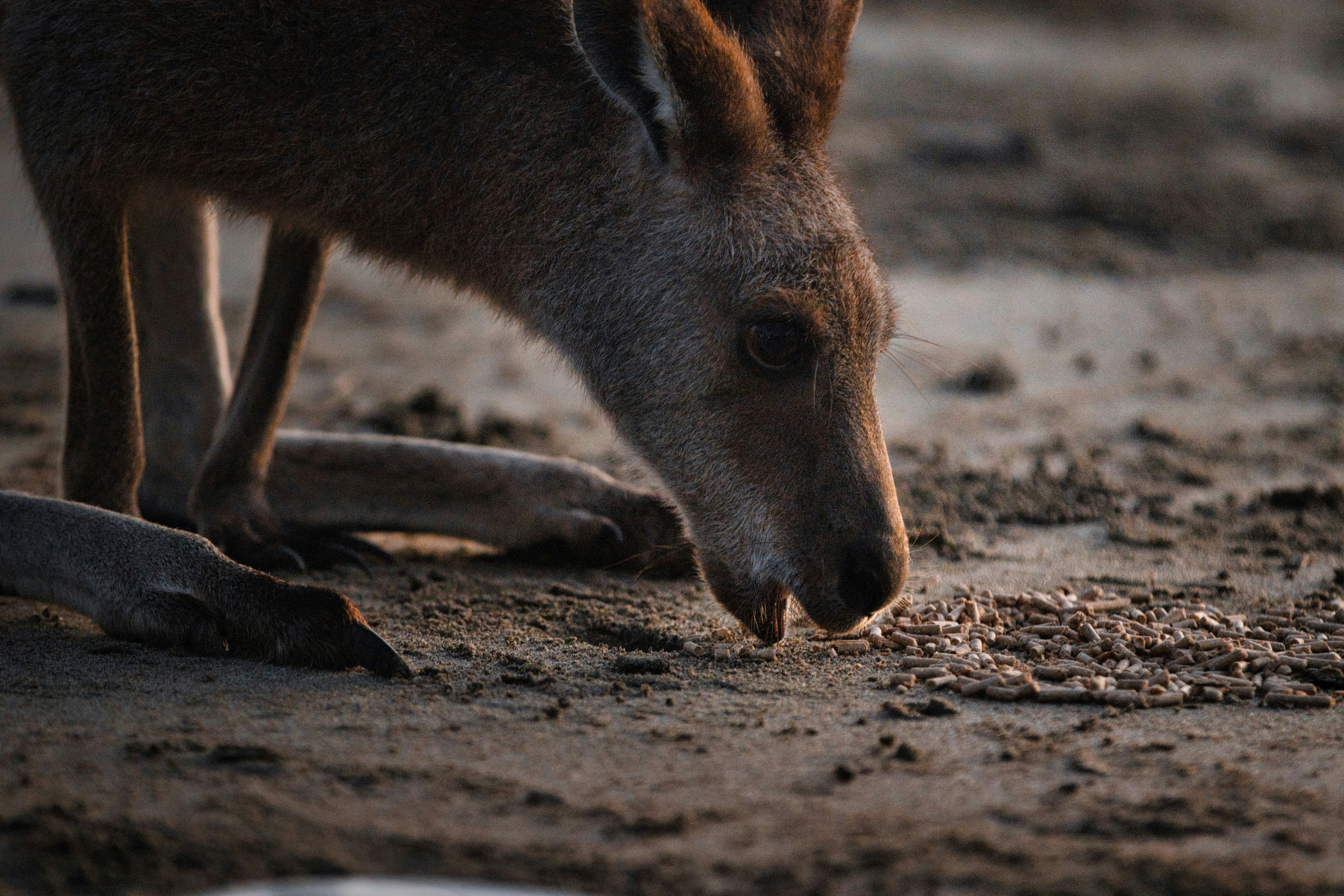 Dusty Dusk Grazing: A Kangaroo Nibbles in Soft Evening Light