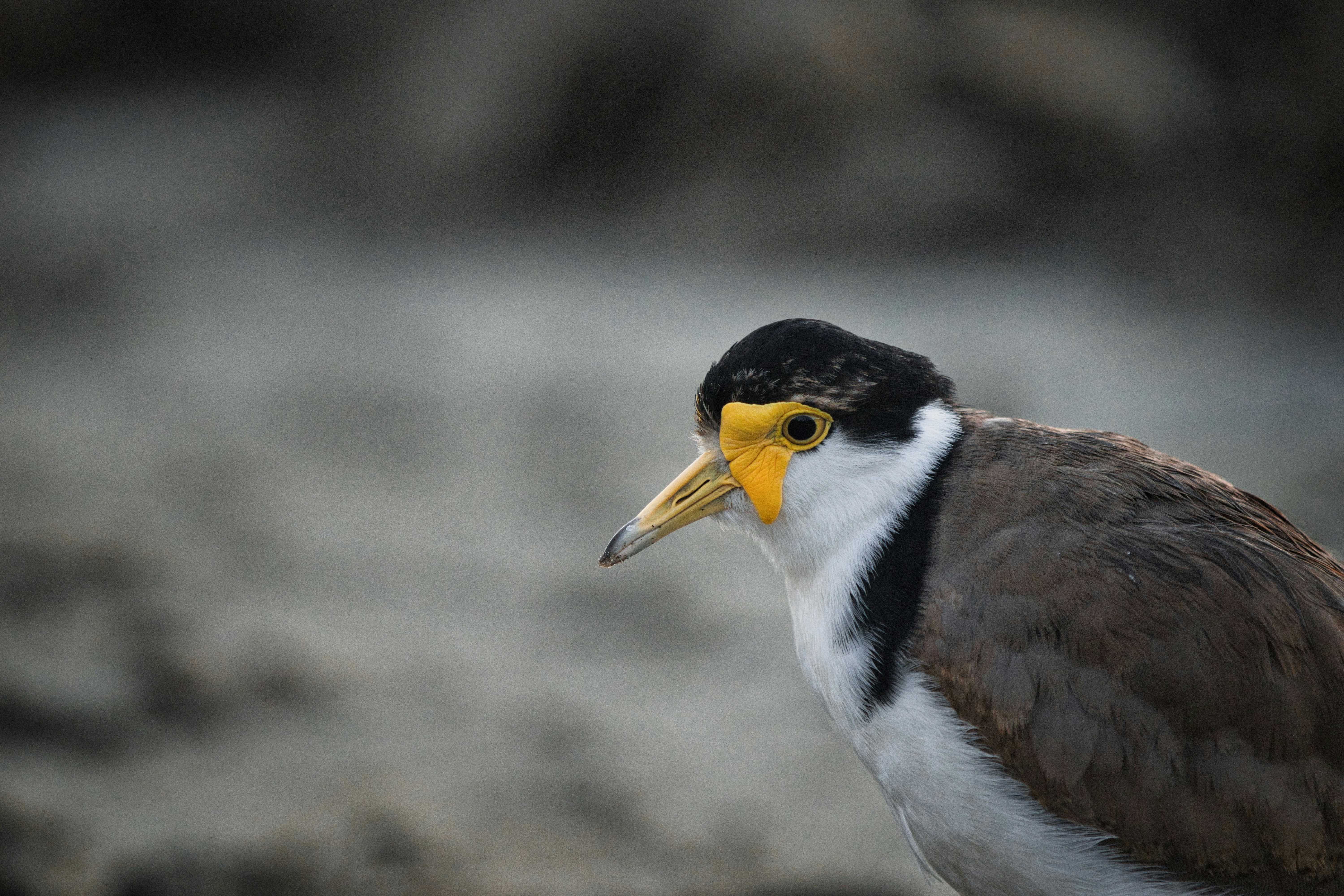 Amber Beak, Noir Cap: A Shorebird Portrait by Quiet Waters