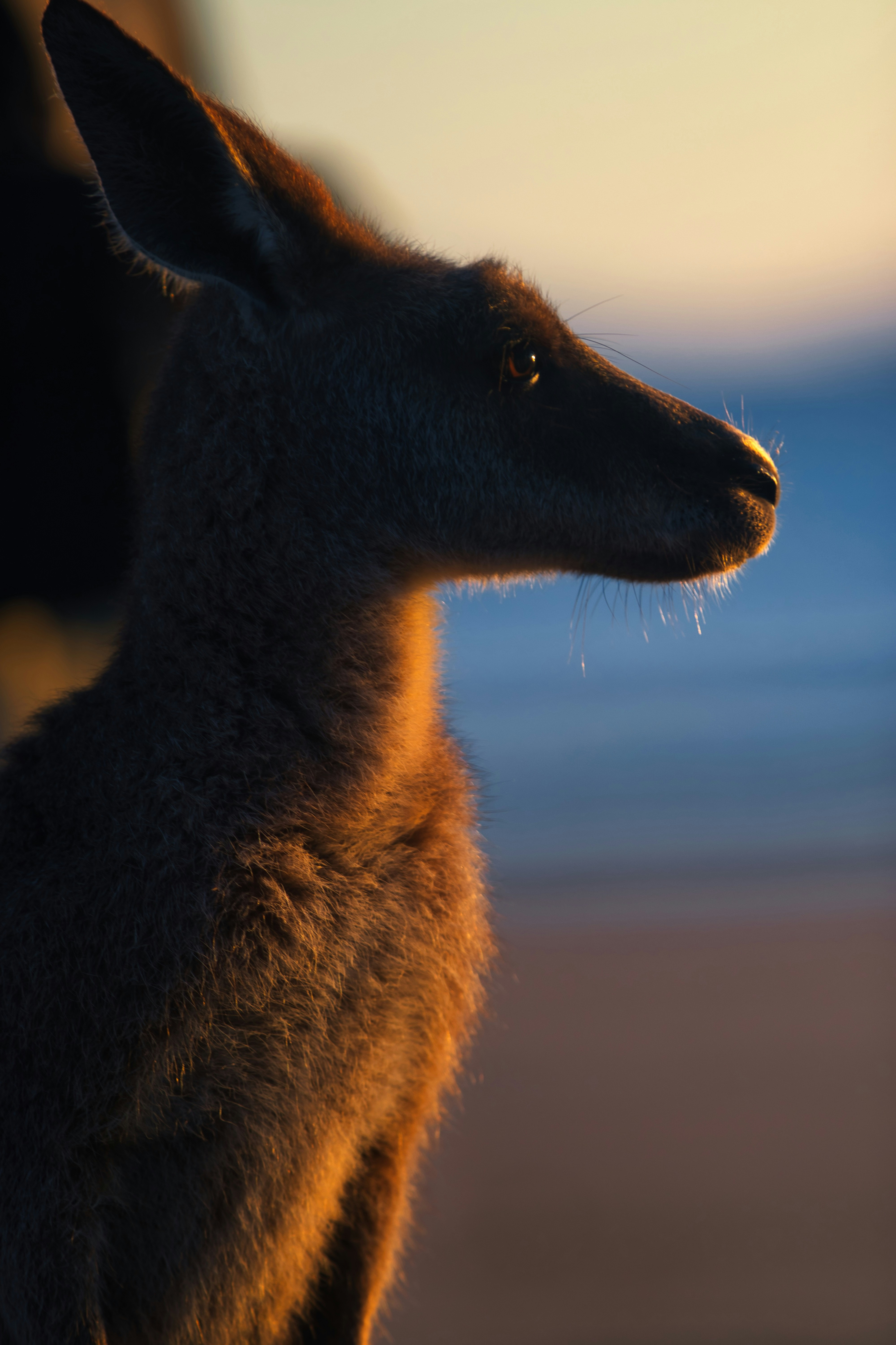 Twilight Profile: A Kangaroo Joey in Warm Backlight