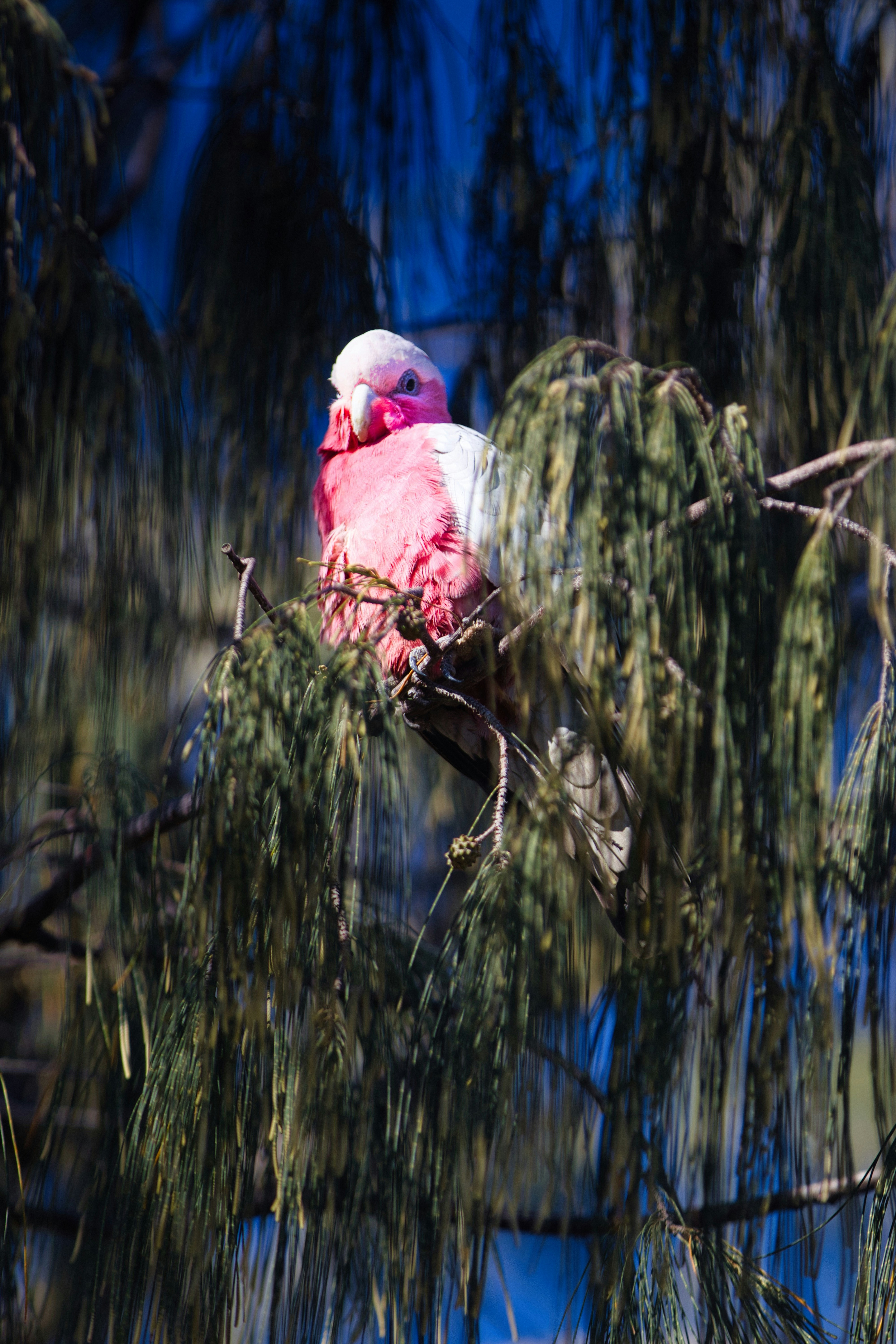 Whimsical Avian Portrait Amidst Nature's Greenery