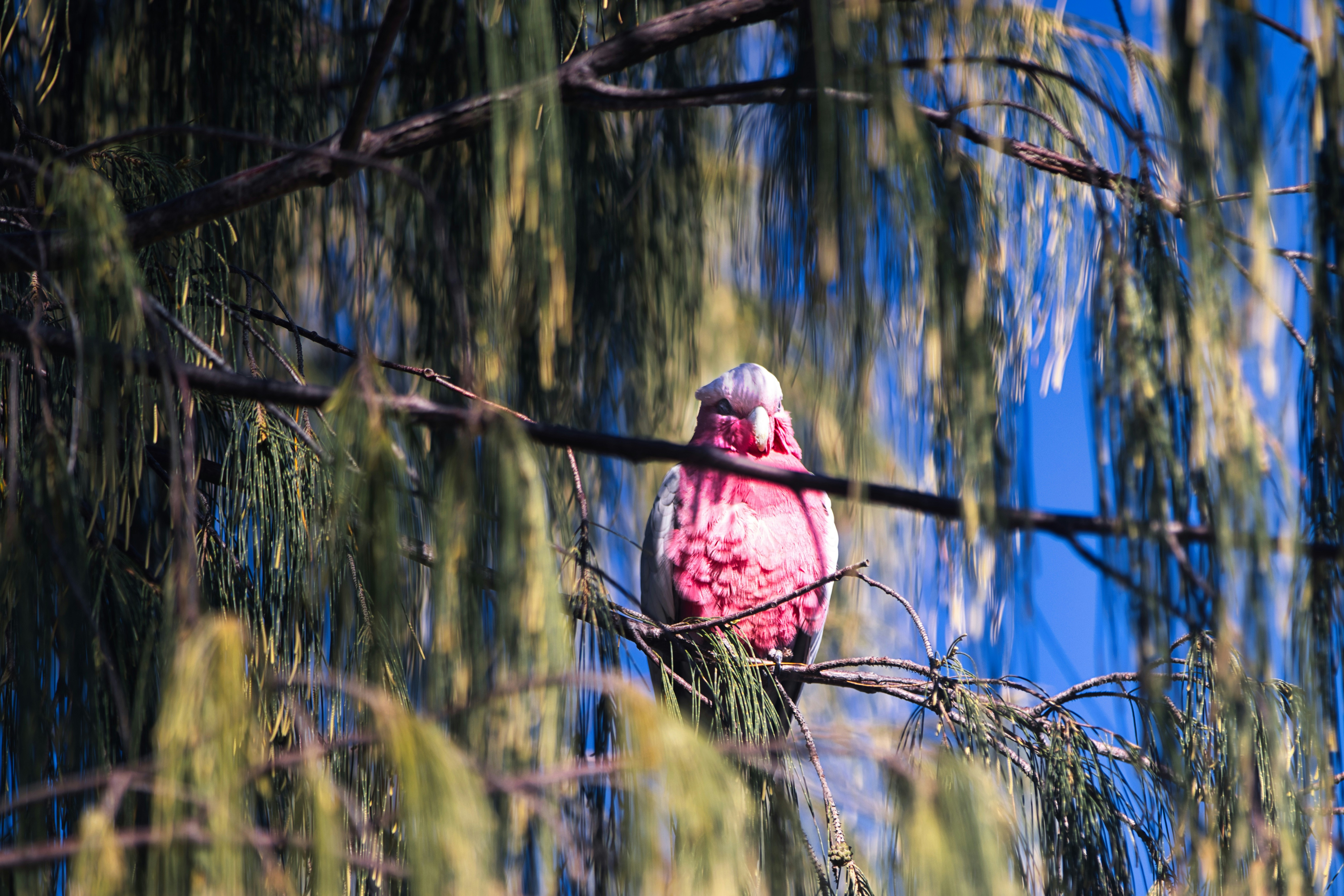 A Splash of Pink Amidst the Greenery