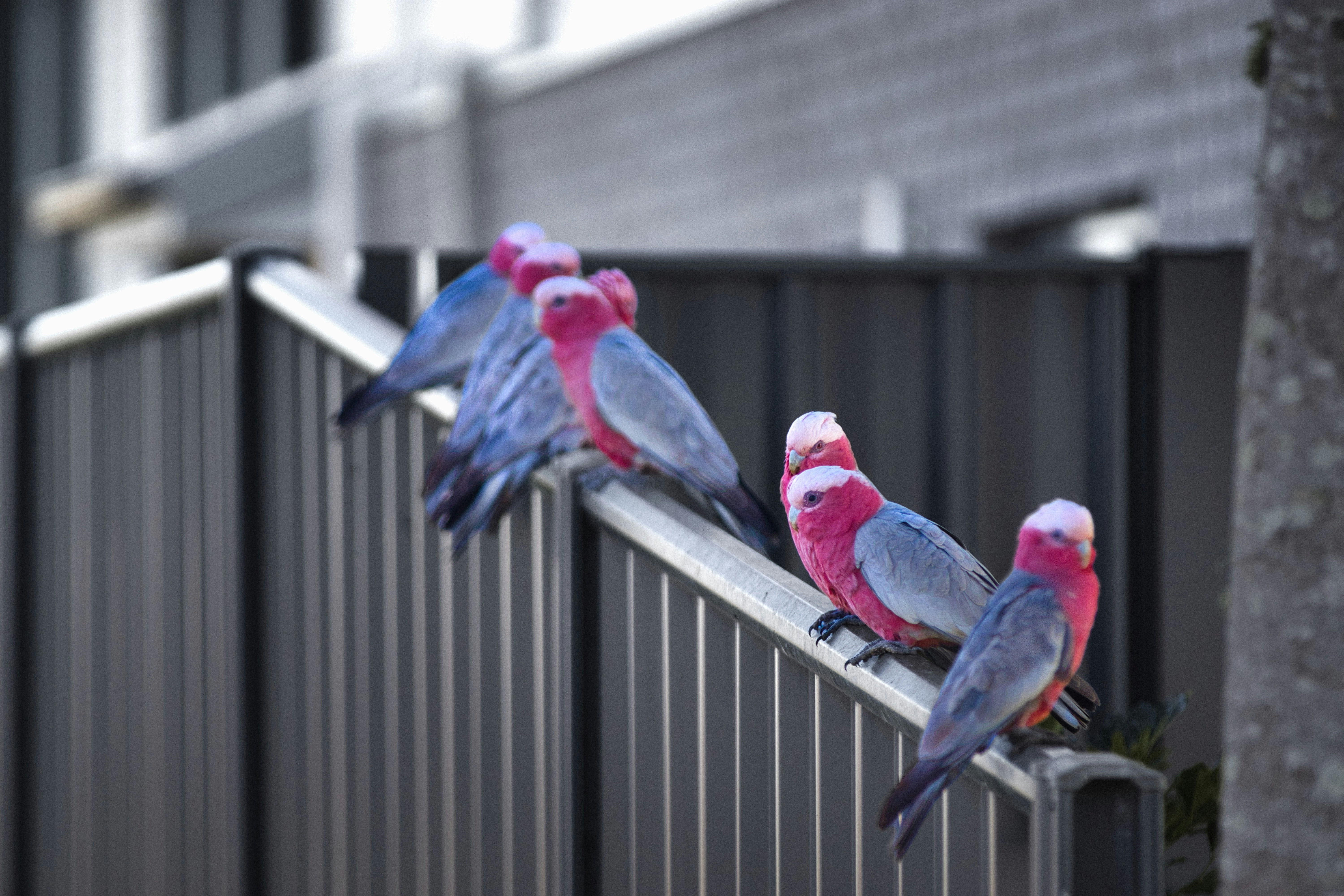 Crimson-Blue Lorikeets Perched Along a City Rail