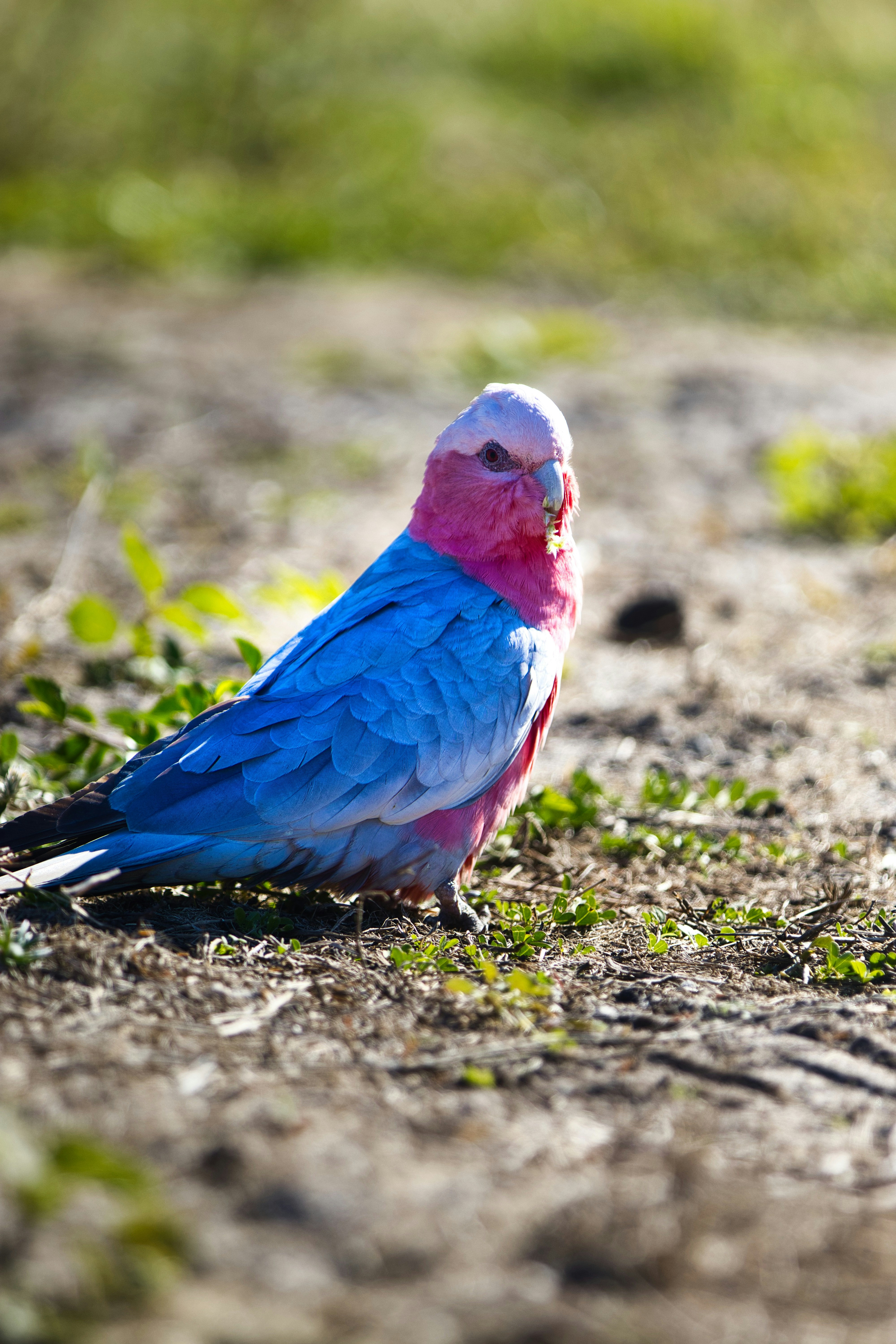 A vibrant pink and blue bird foraging on the ground amidst greenery.