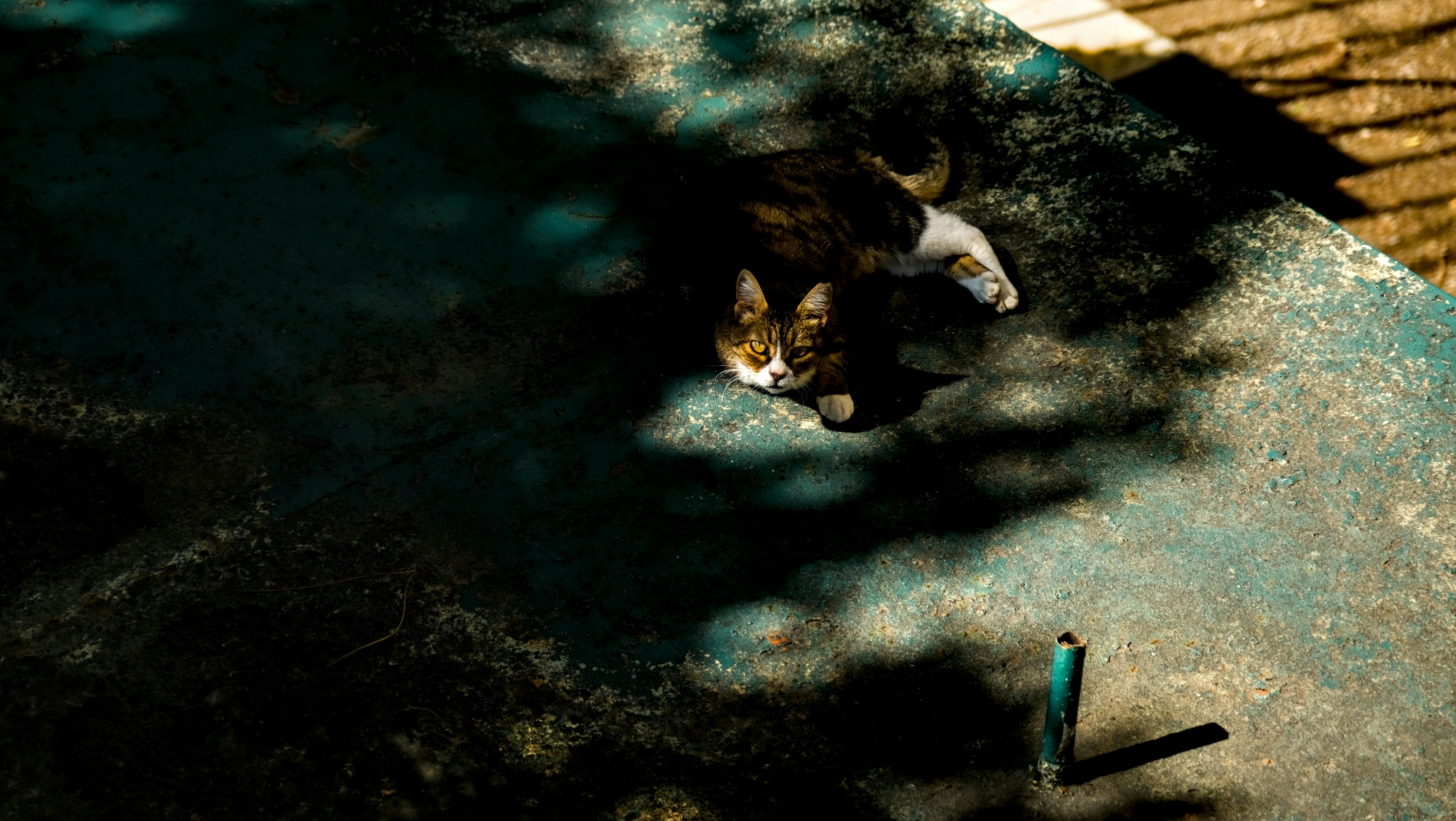 Sunlit Serenity: A Cat's Afternoon Retreat