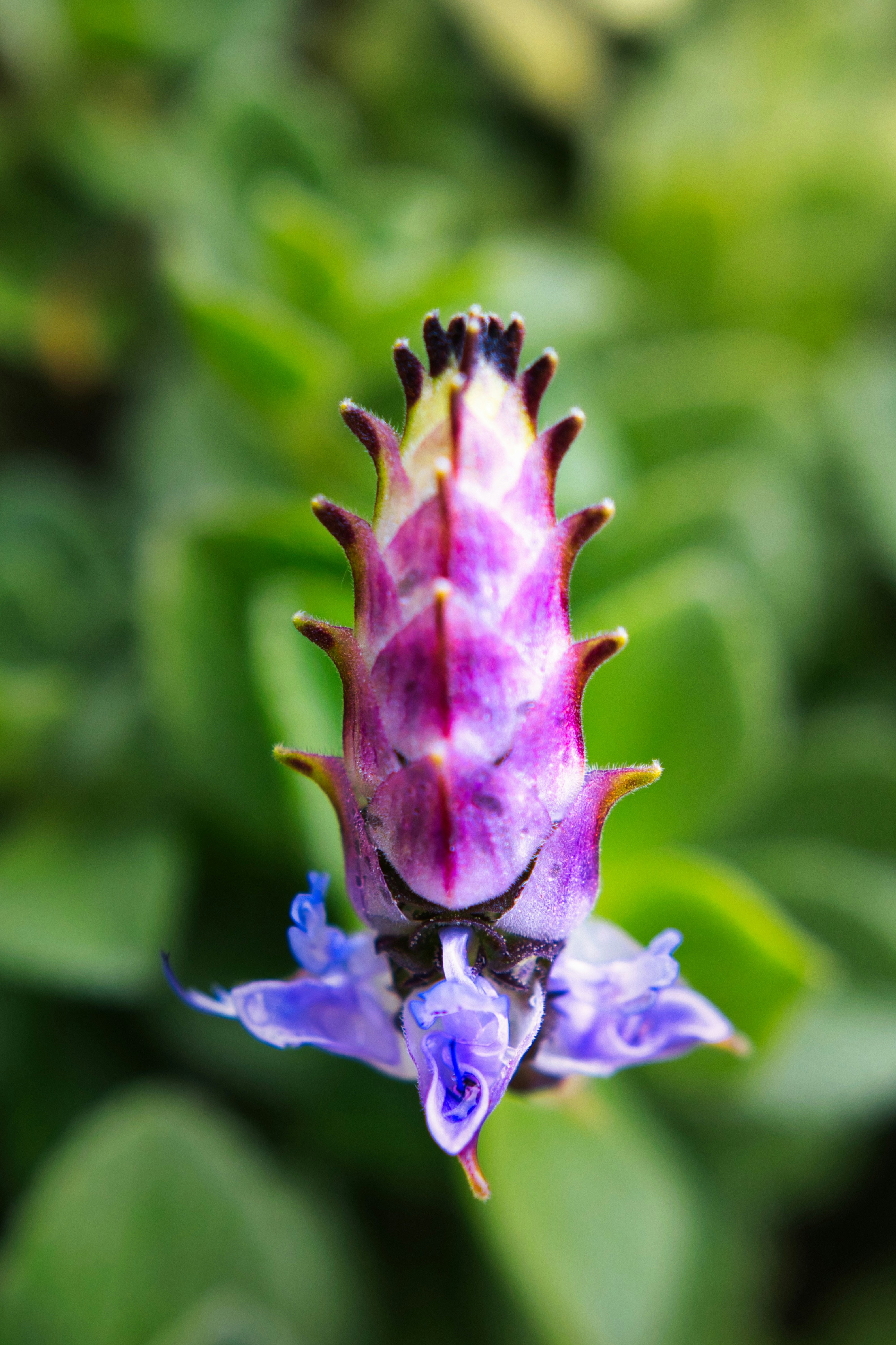 Nature's Intricate Sculpture: The Purple Bloom