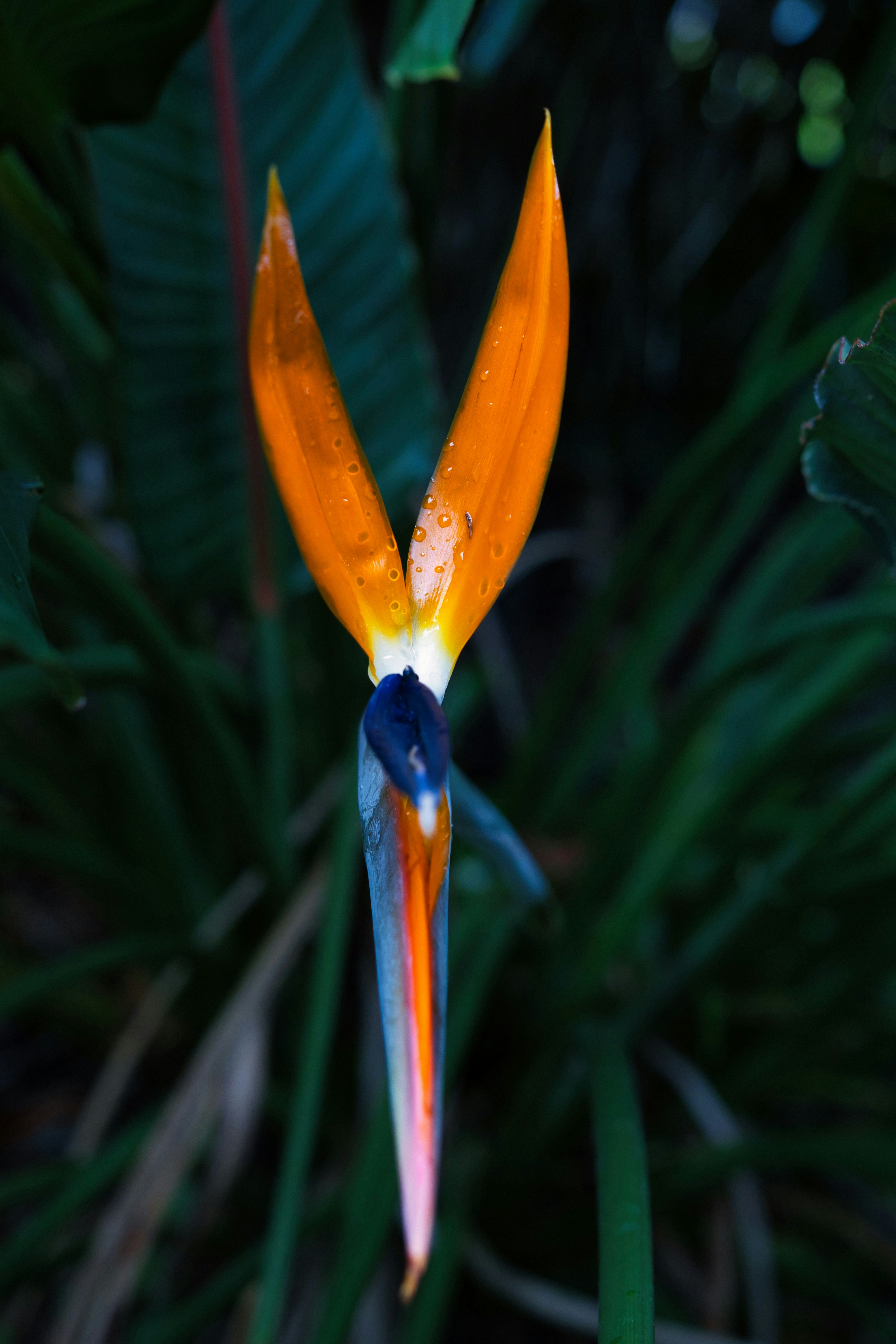 Dew-Kissed Bird-of-Paradise: An Intimate Close-Up of Orange and Blue