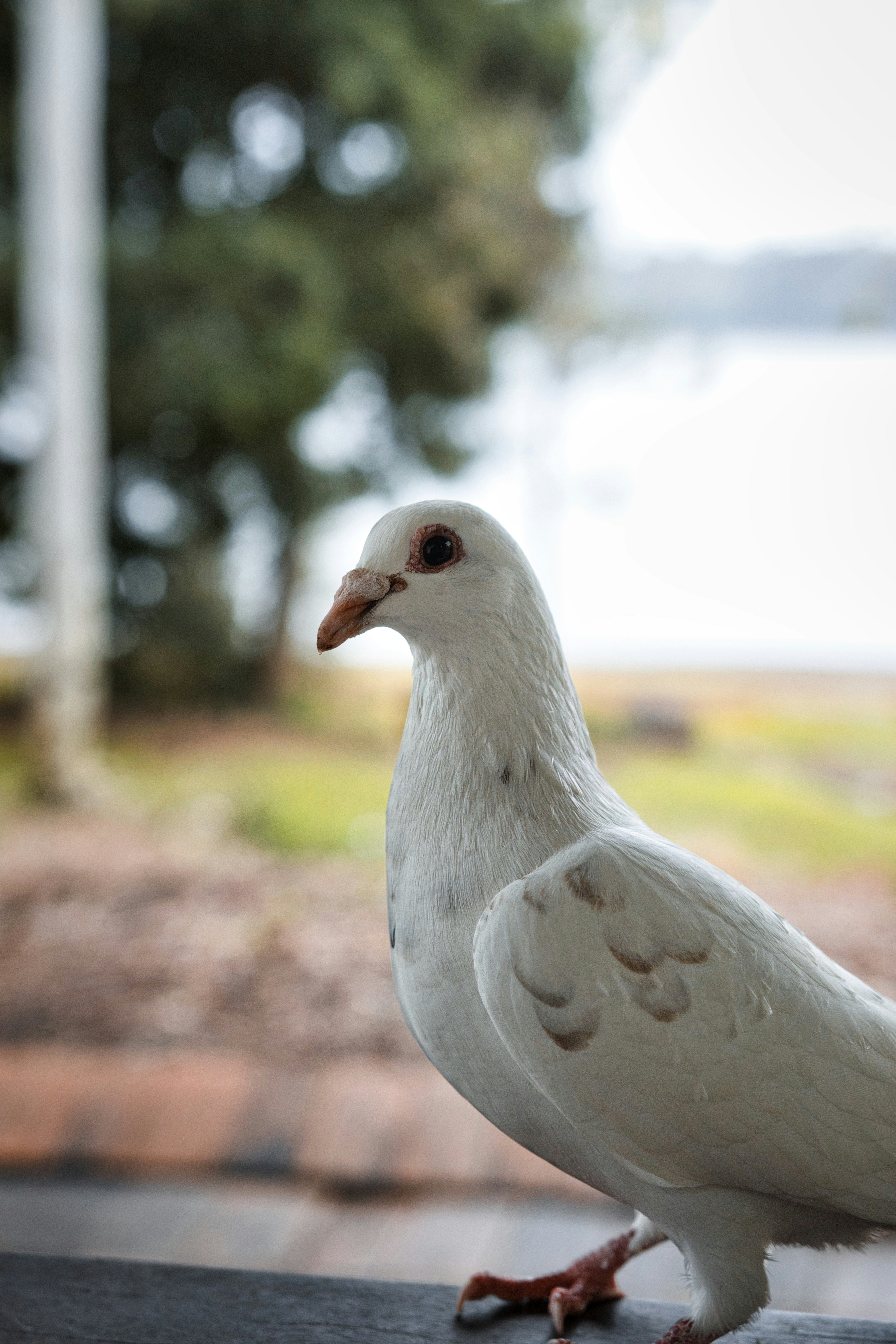 A Serene Encounter with Nature's Messenger