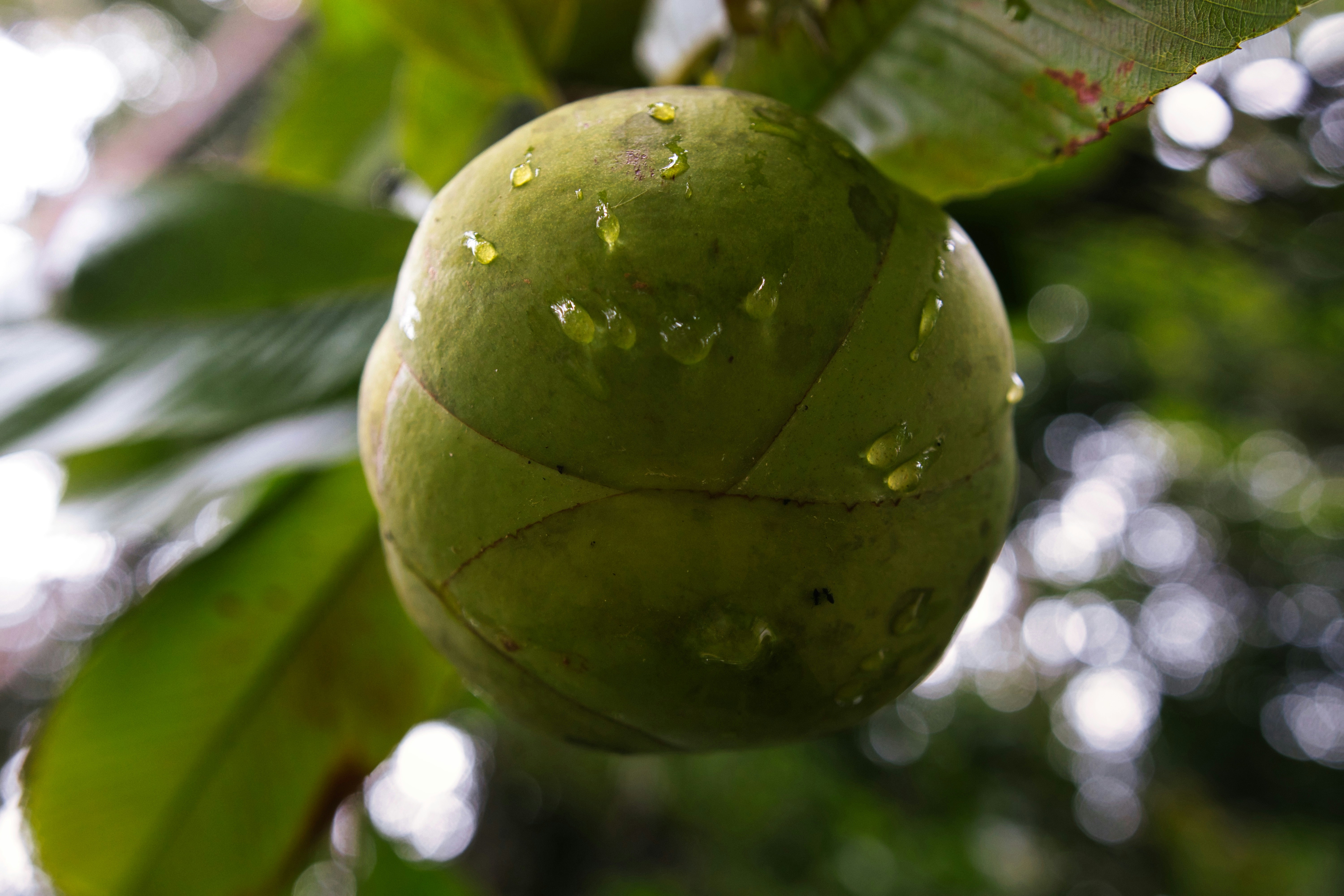 Nature's Glossy Treasure