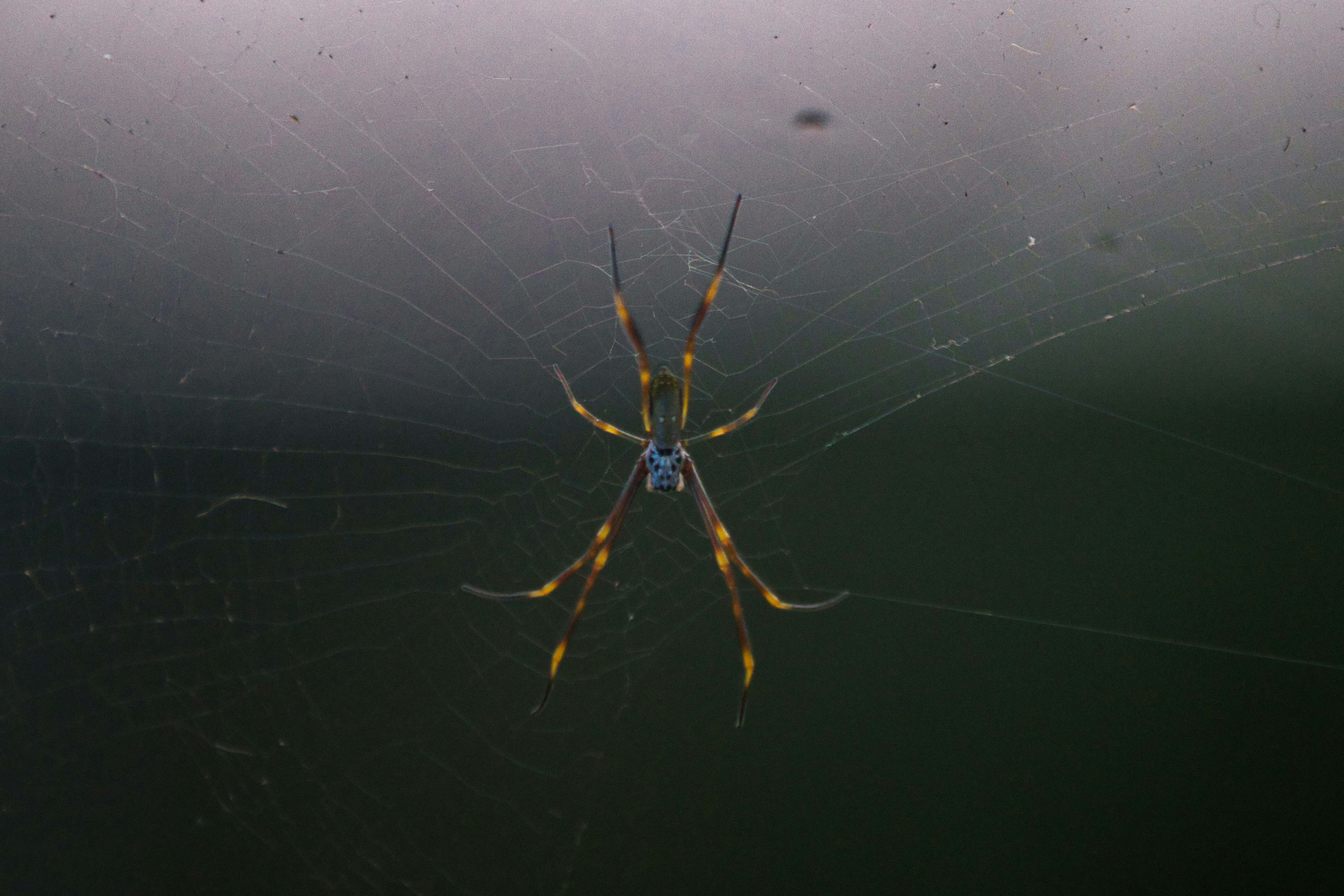 A large spider sits in its web.
