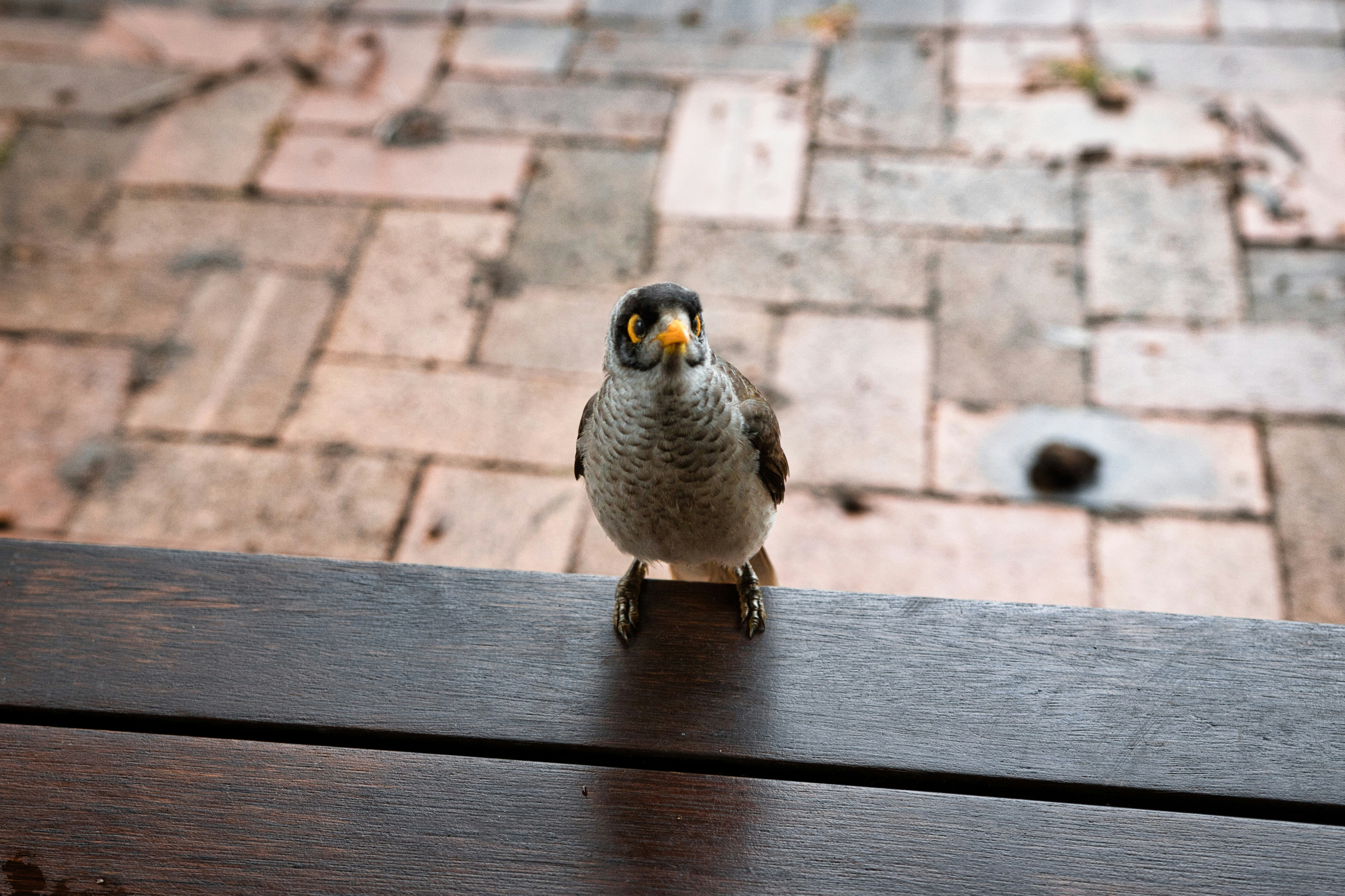 Vigilant Common Myna on a Weathered Rail Against Brickwork Backdrop