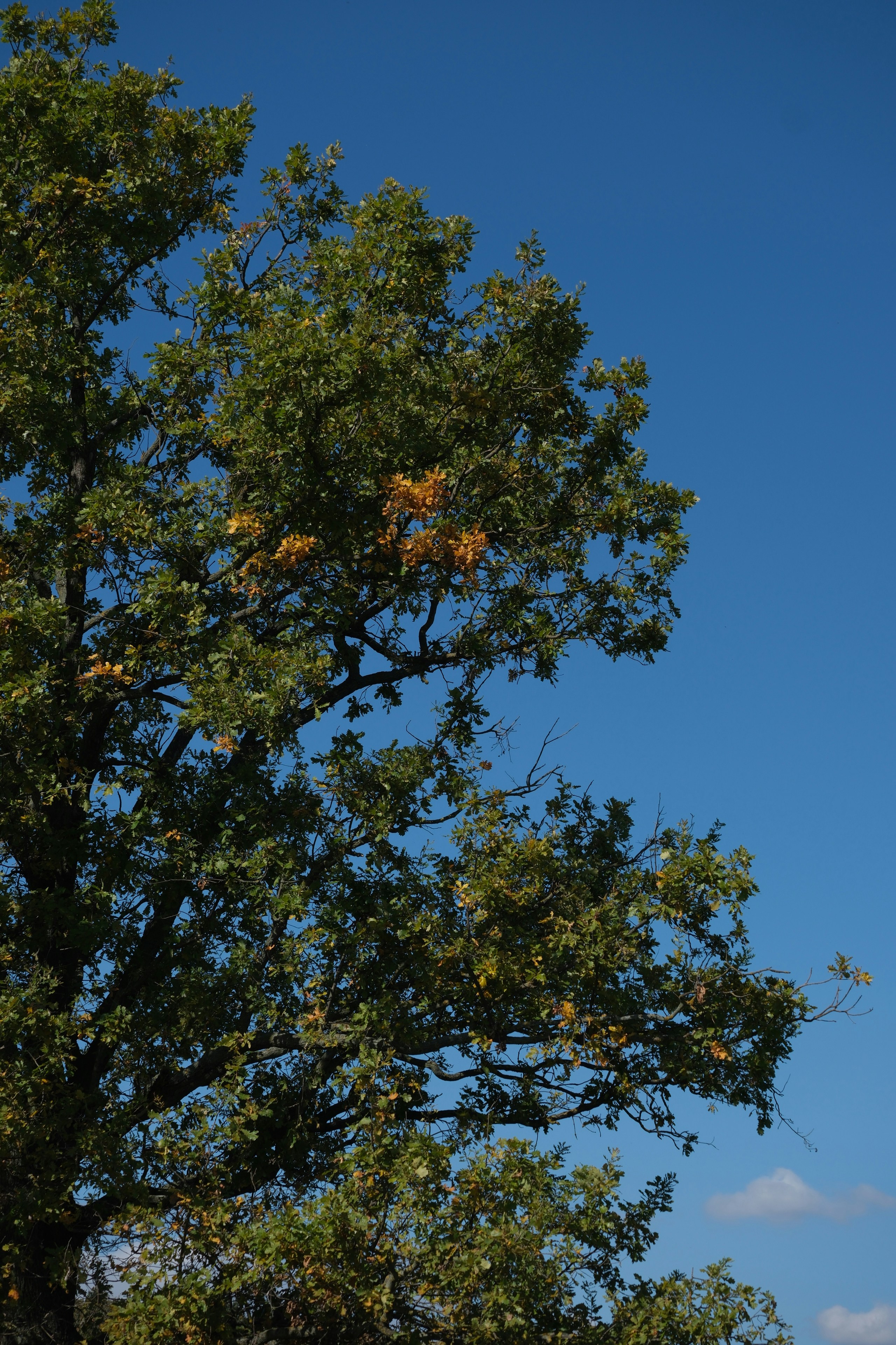 A vibrant tree showcasing a mix of green and golden leaves against a clear blue sky. The image captures the essence of seasonal transition.