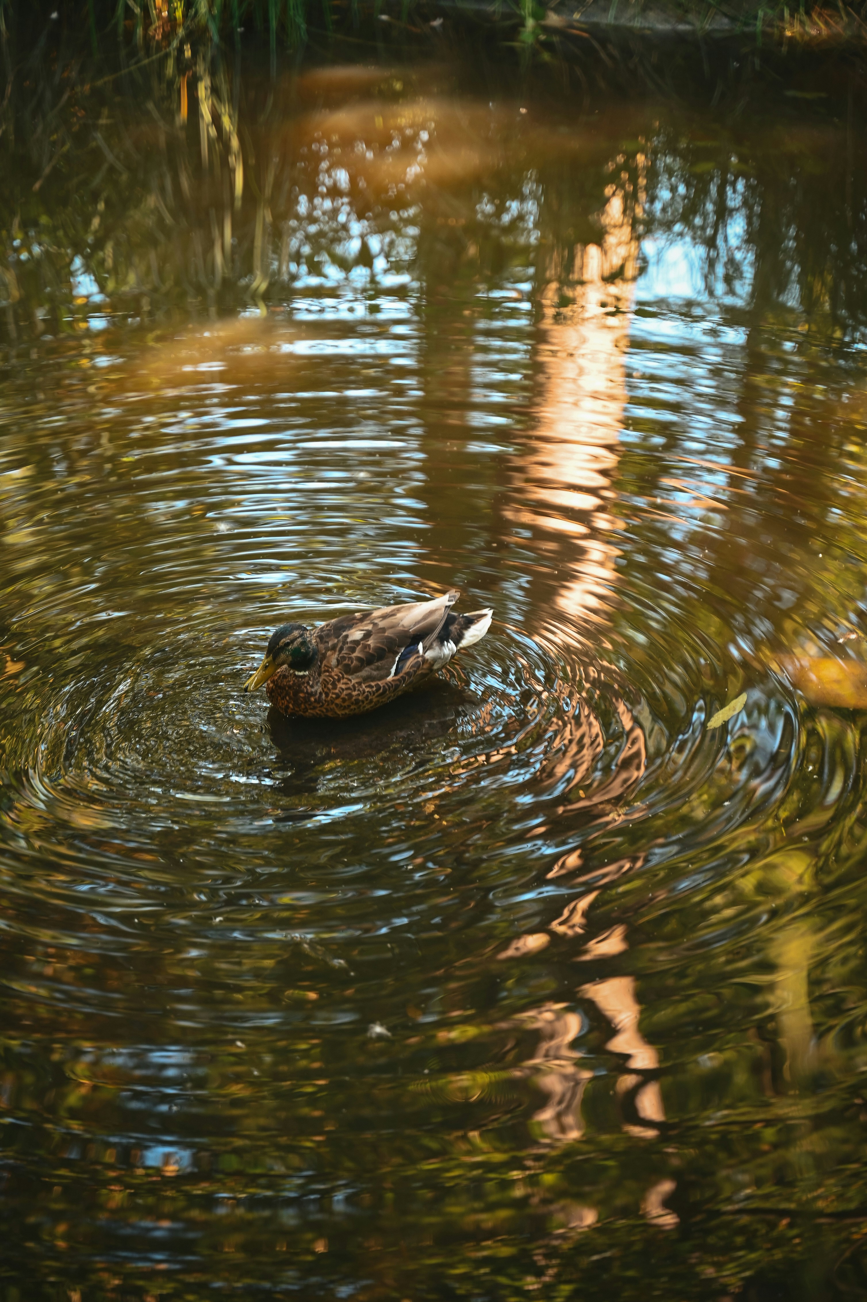 A duck dips its head into rippling water