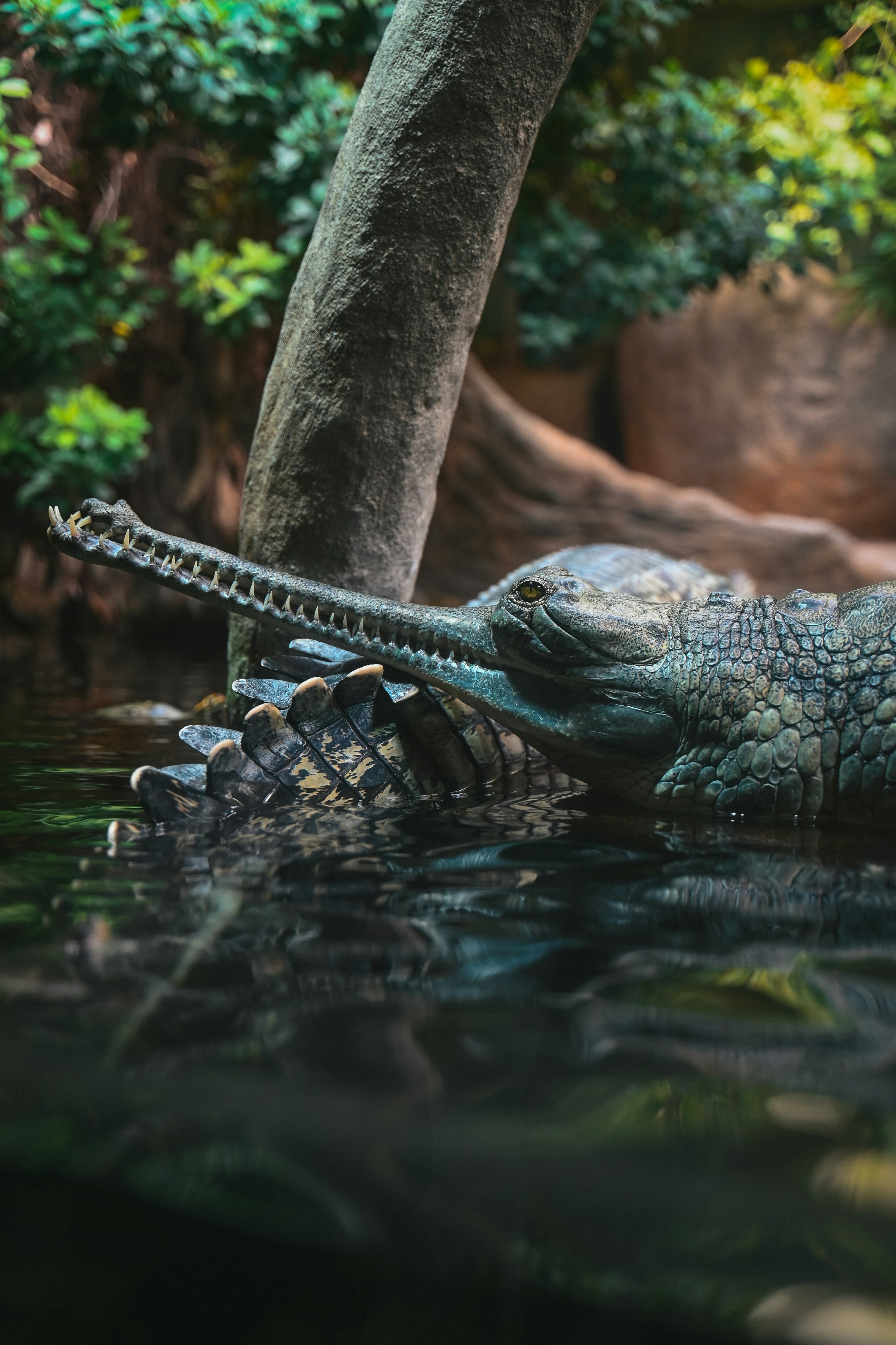A gharial rests in dark, murky water near a tree.