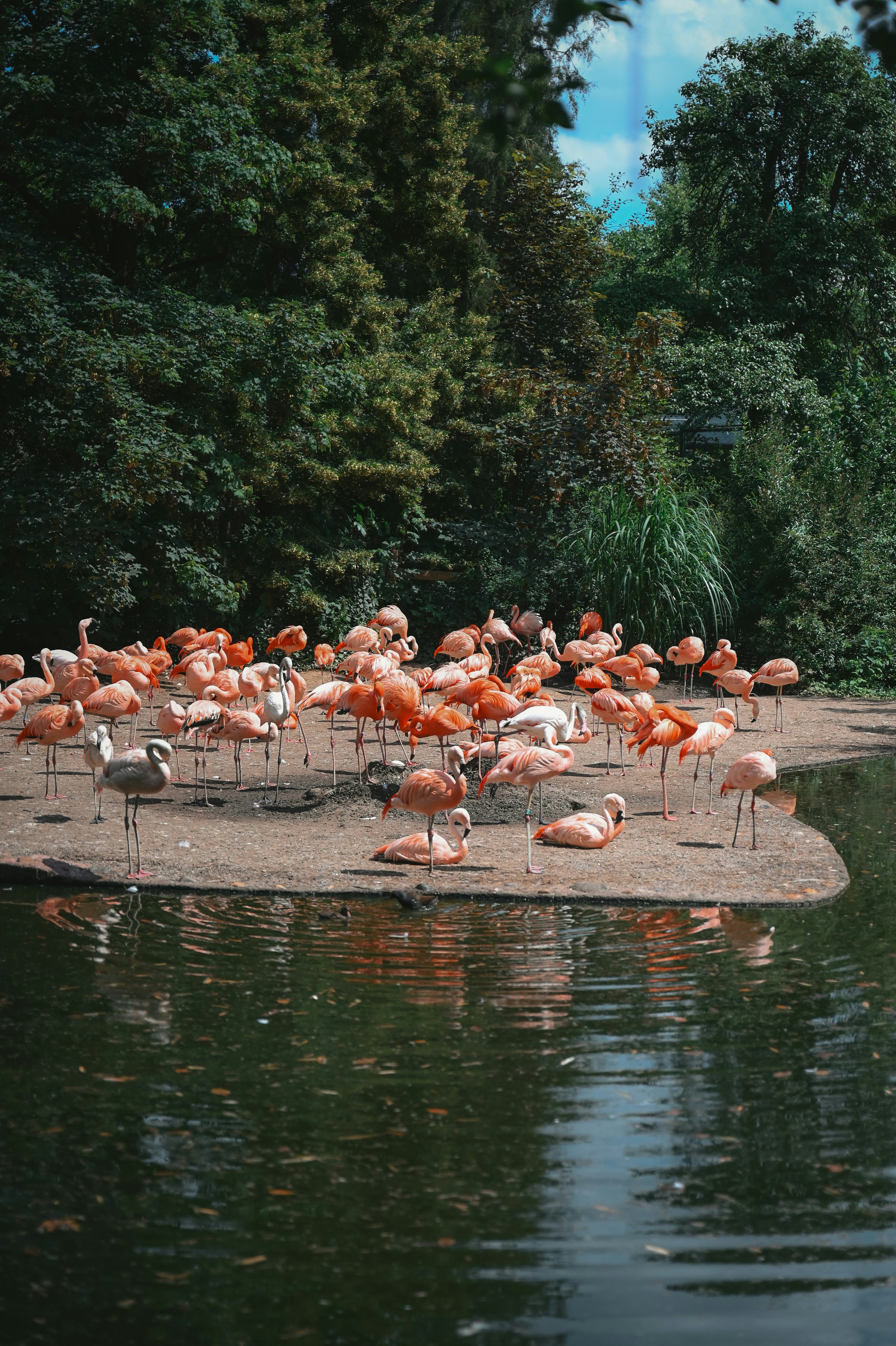 A flock of flamingos standing on a sandy island.