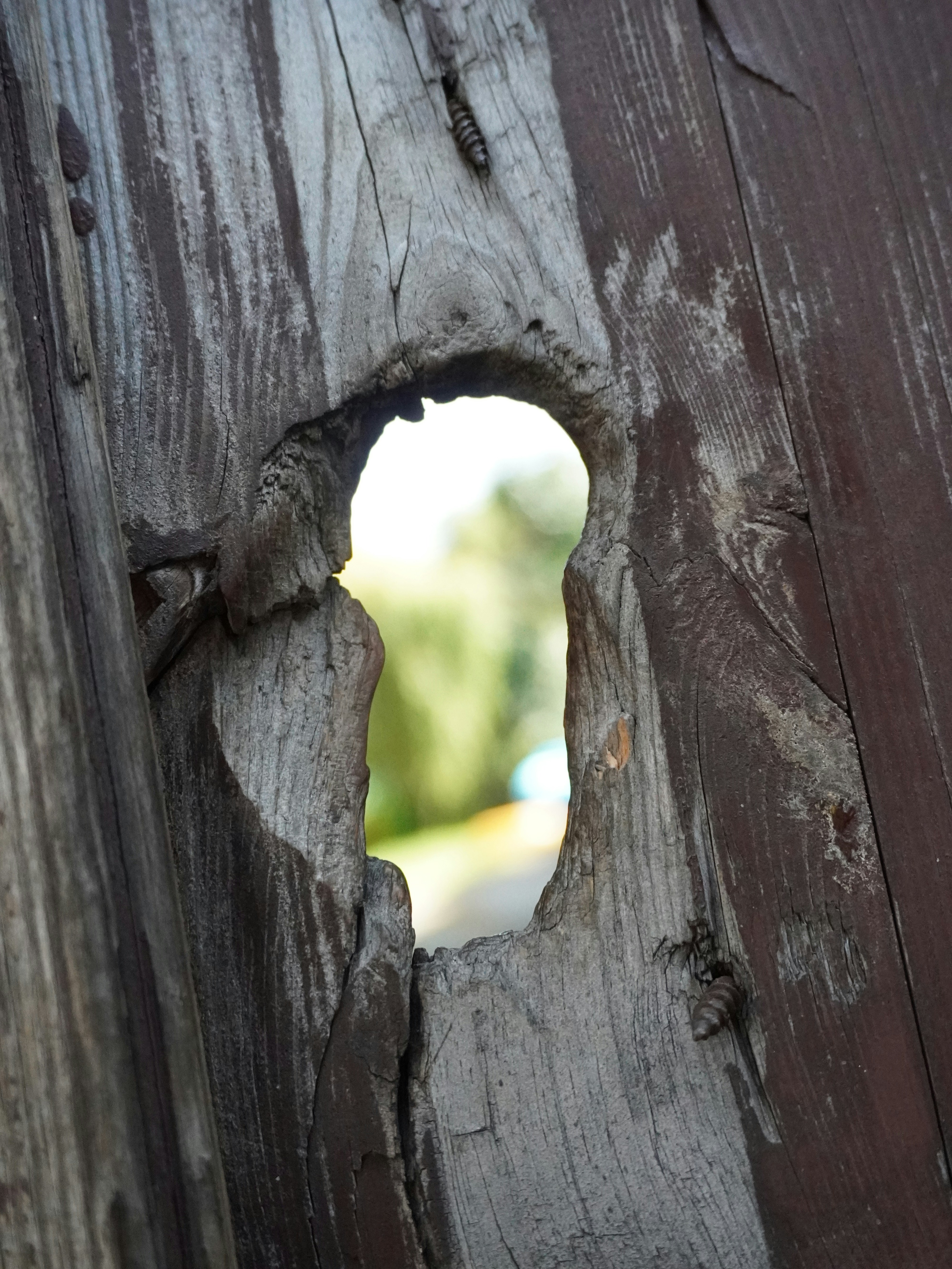Through the Weathered Wood: A Glimpse Beyond