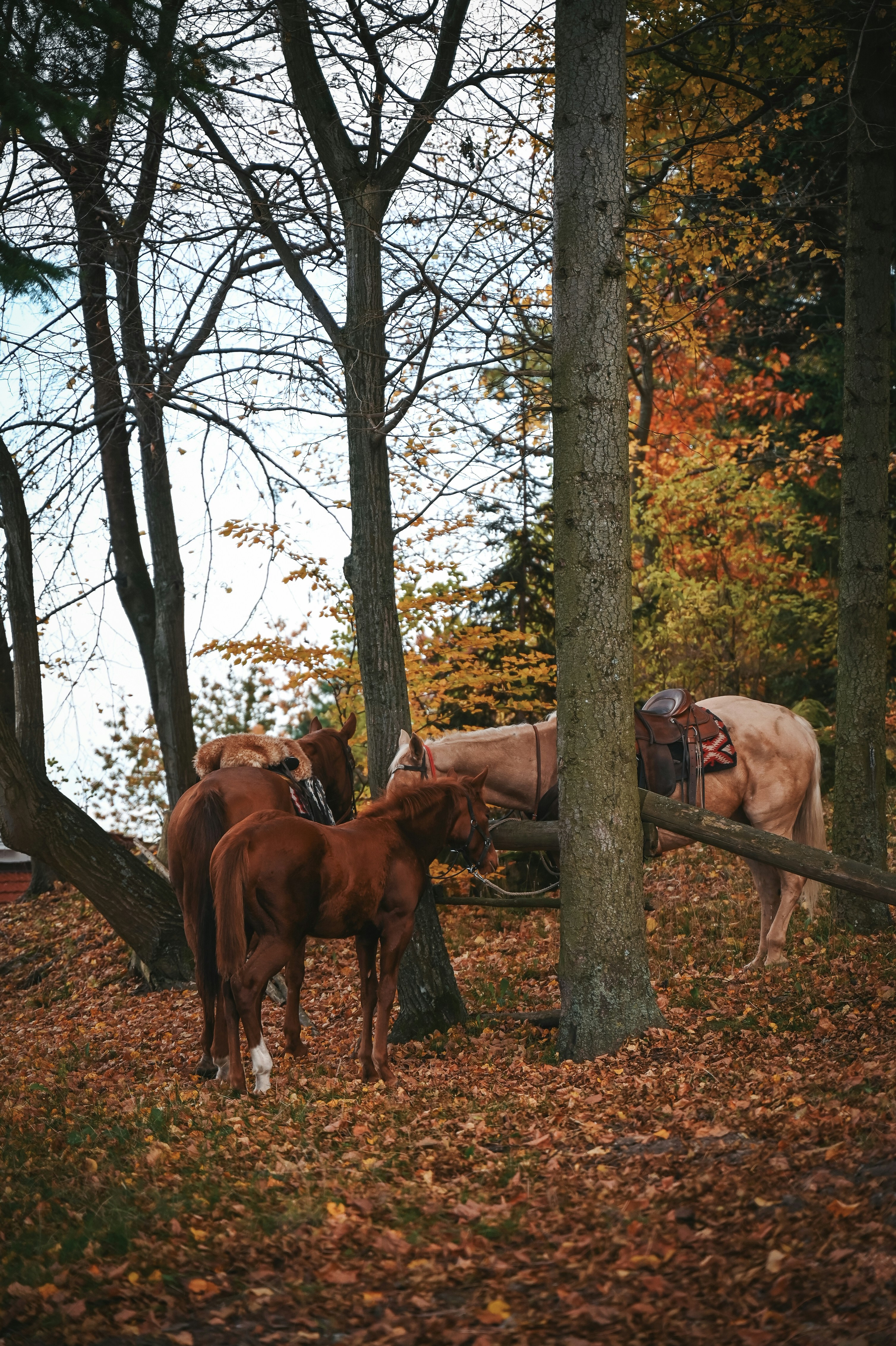 Horses standing in a forest during autumn.