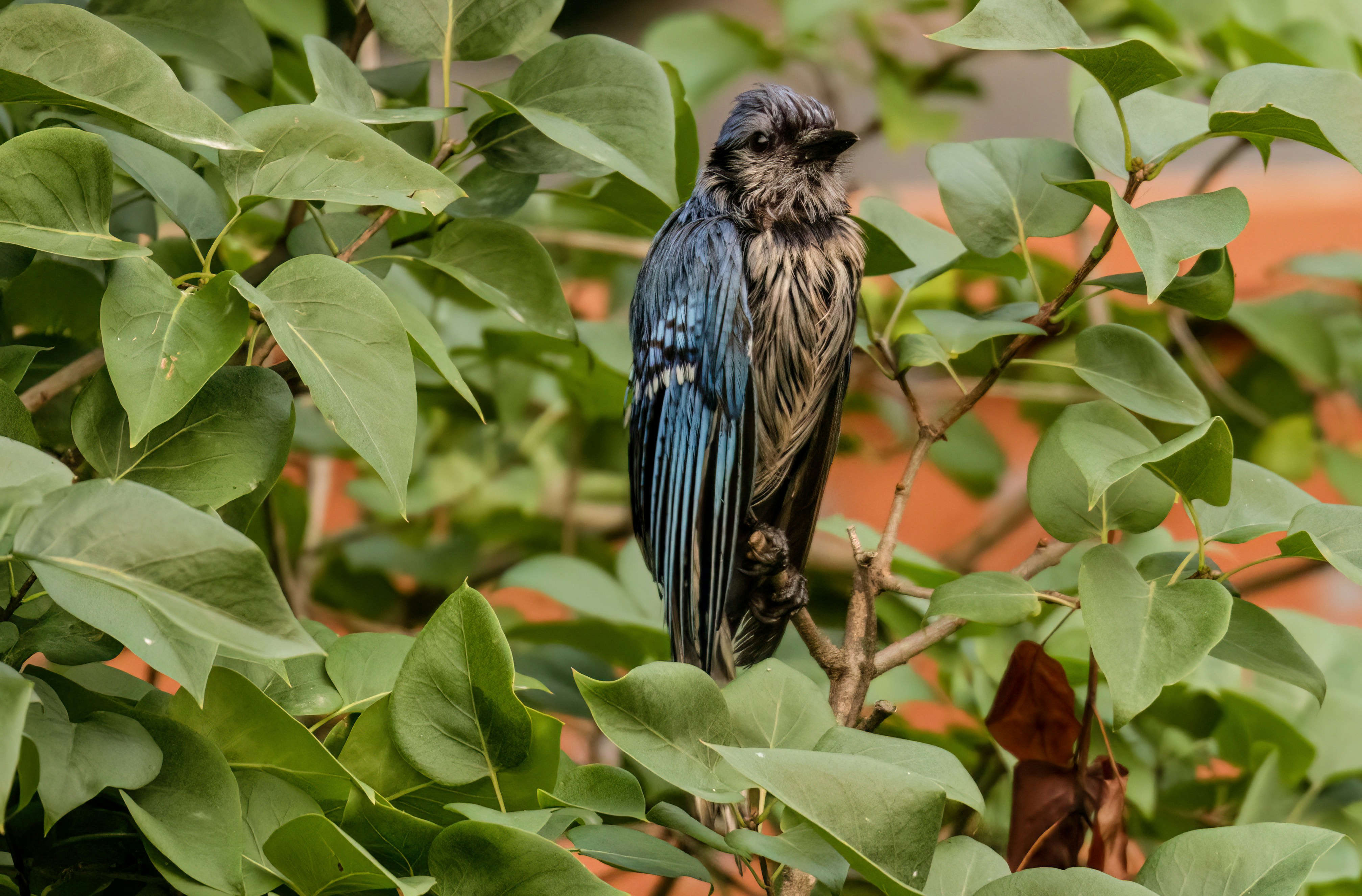 A vibrant bird perched among lush green leaves, showcasing its striking blue plumage against a natural backdrop.