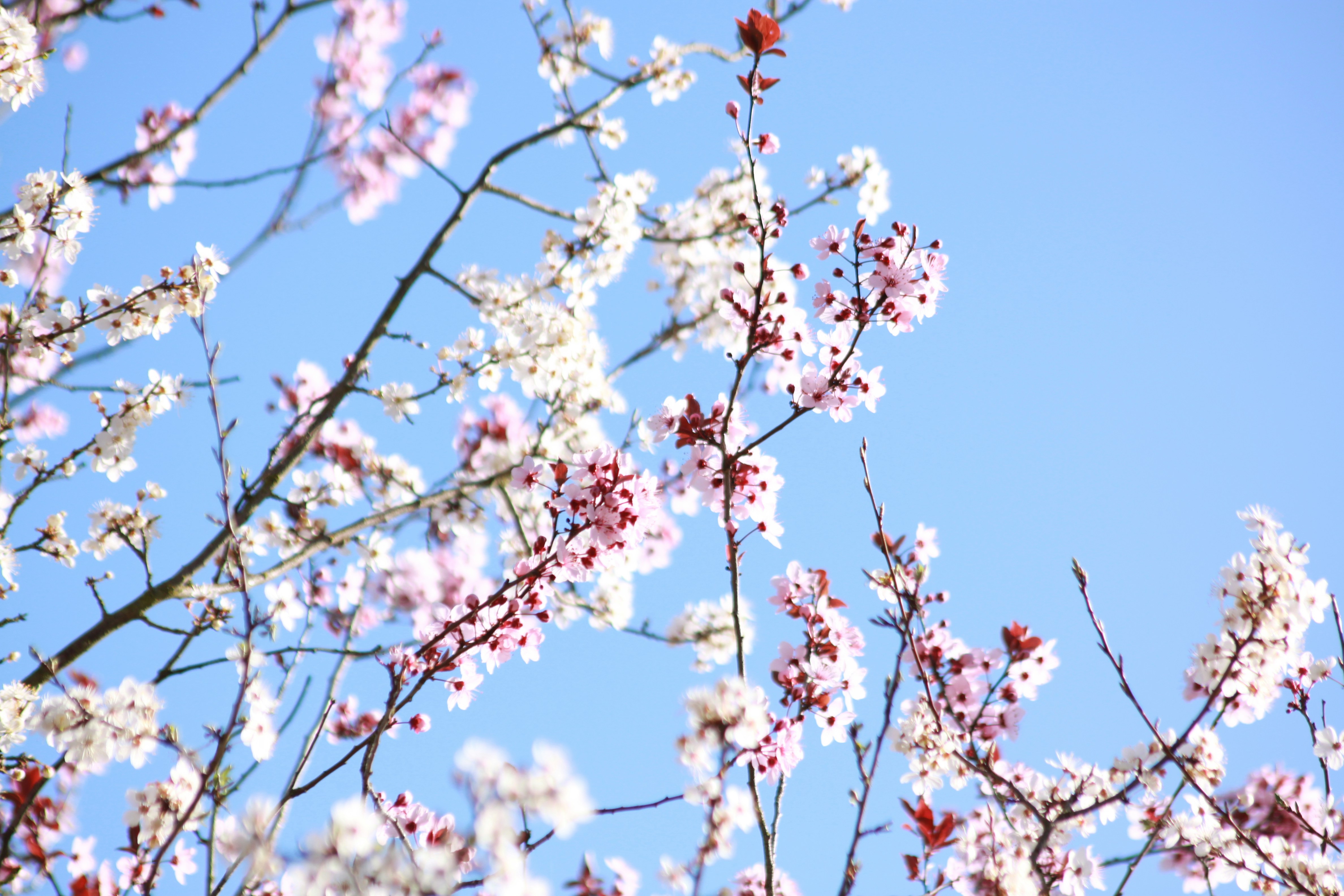 Whispers of Spring: A Floral Symphony
