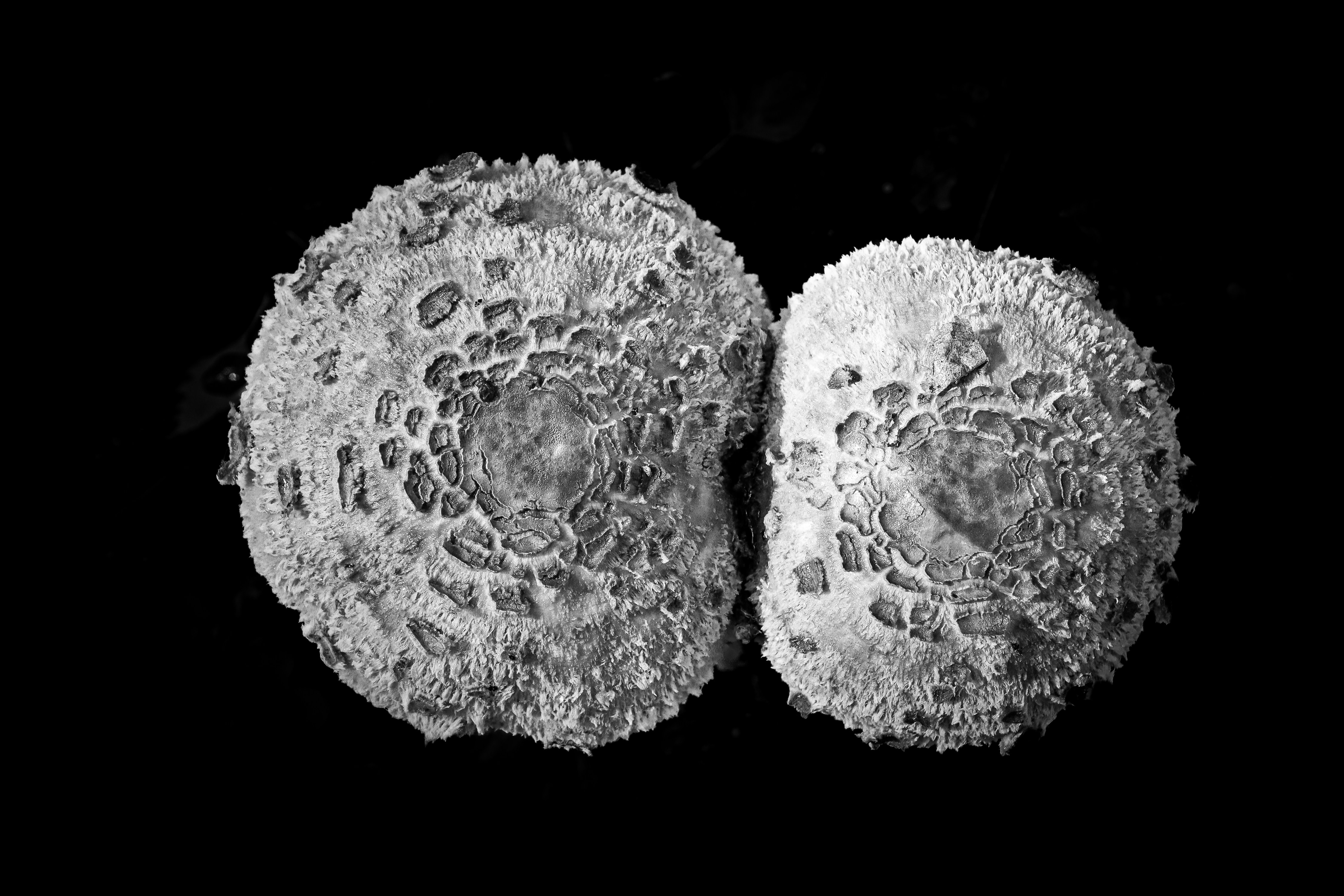 Nature's Intricate Patterns: A Microcosm Revealed