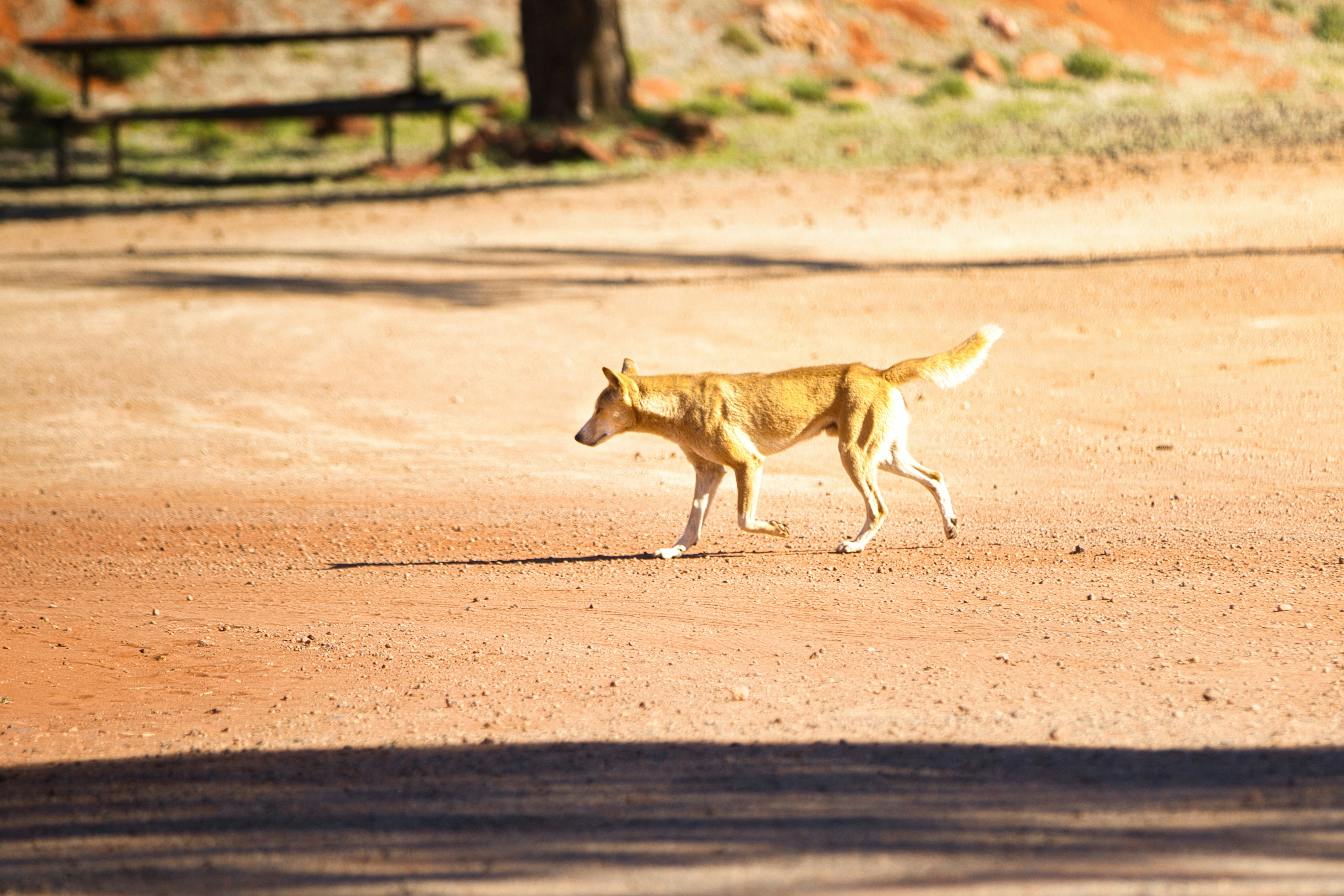 Desert Wanderer: A Canine's Journey Through Sunlit Sands