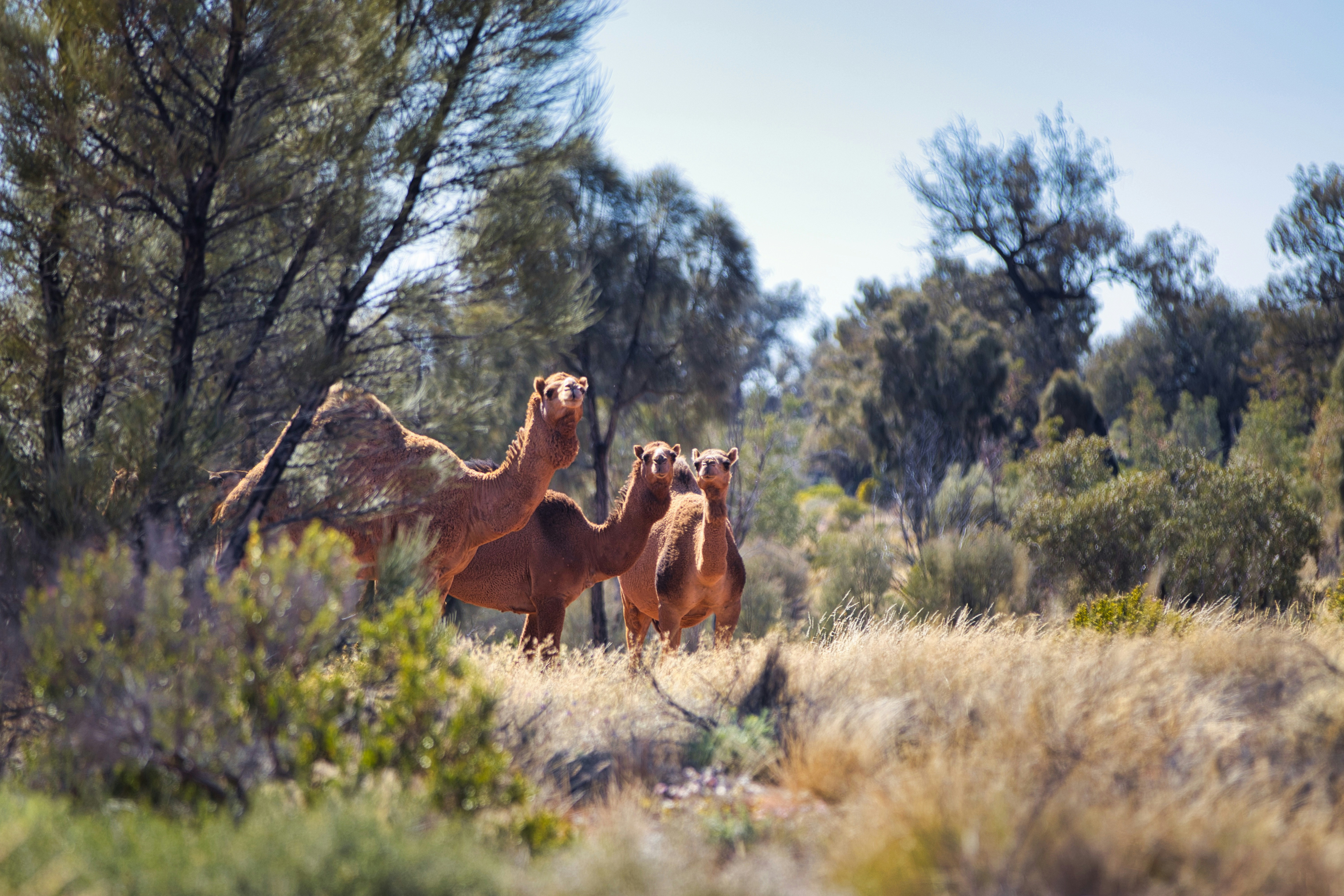 Desert Trio: Camels foraging under sunlit scrub
