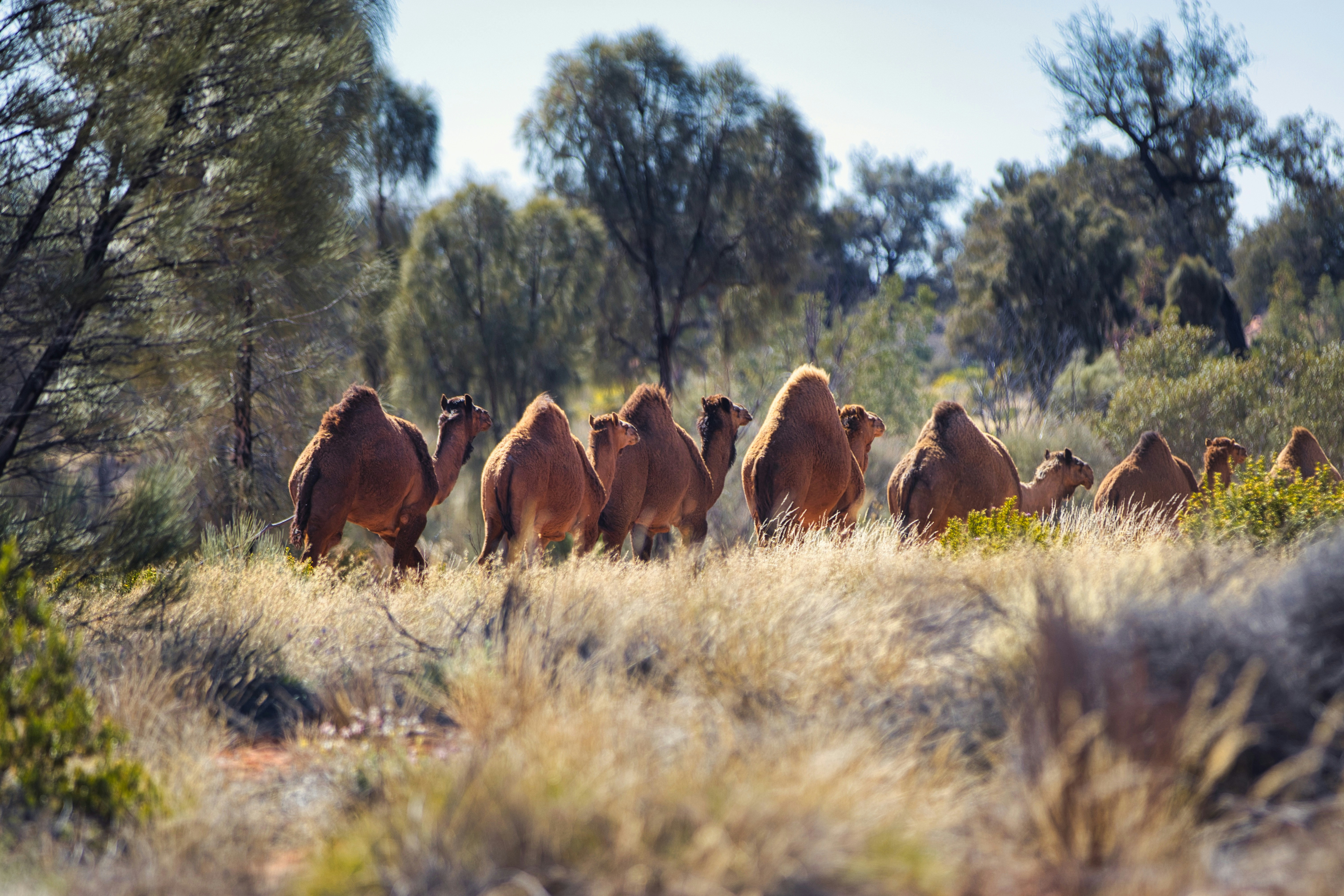 Desert Caravan: A Journey Through the Outback