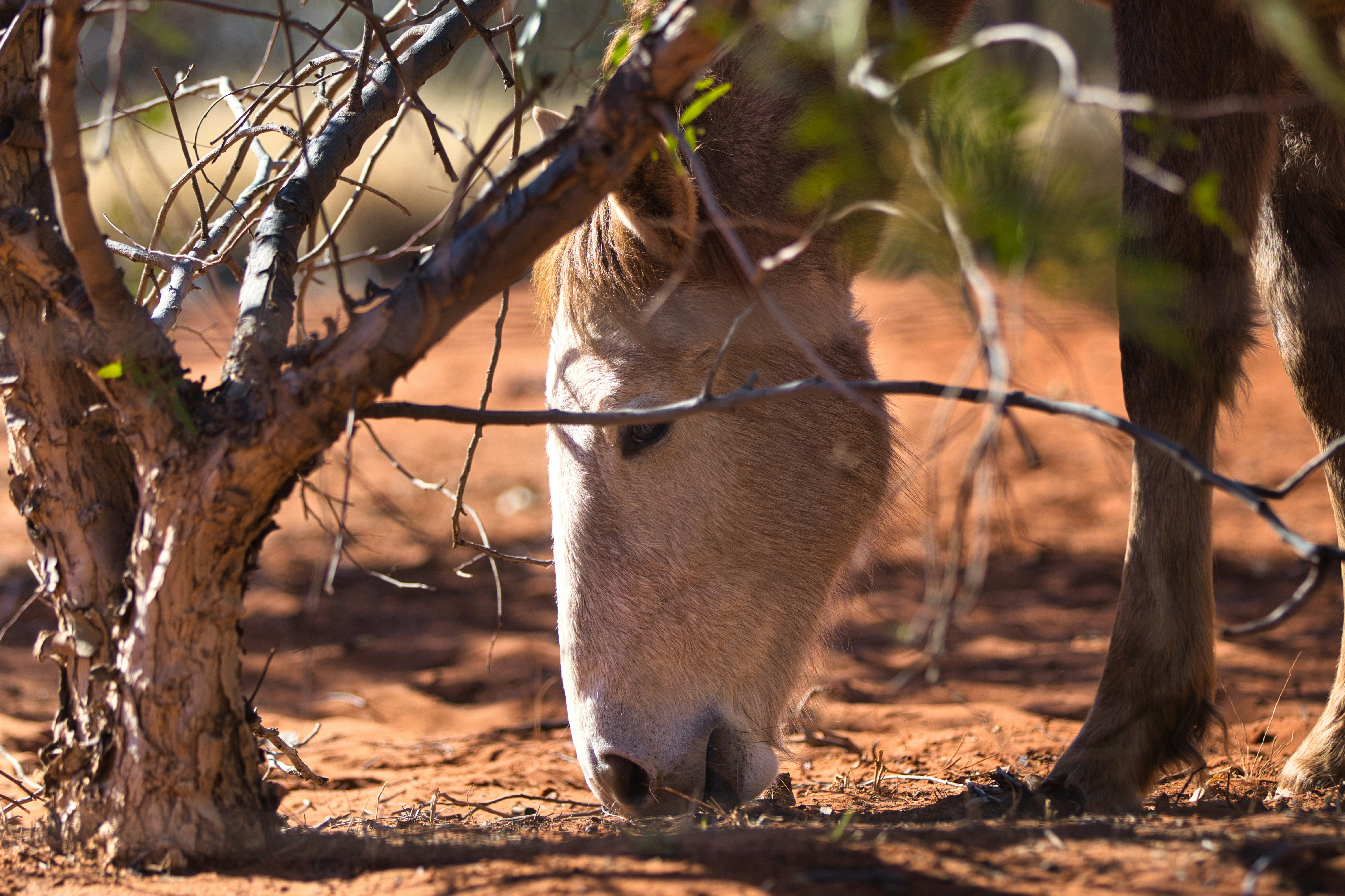 Whispers of the Outback: A Grazing Moment