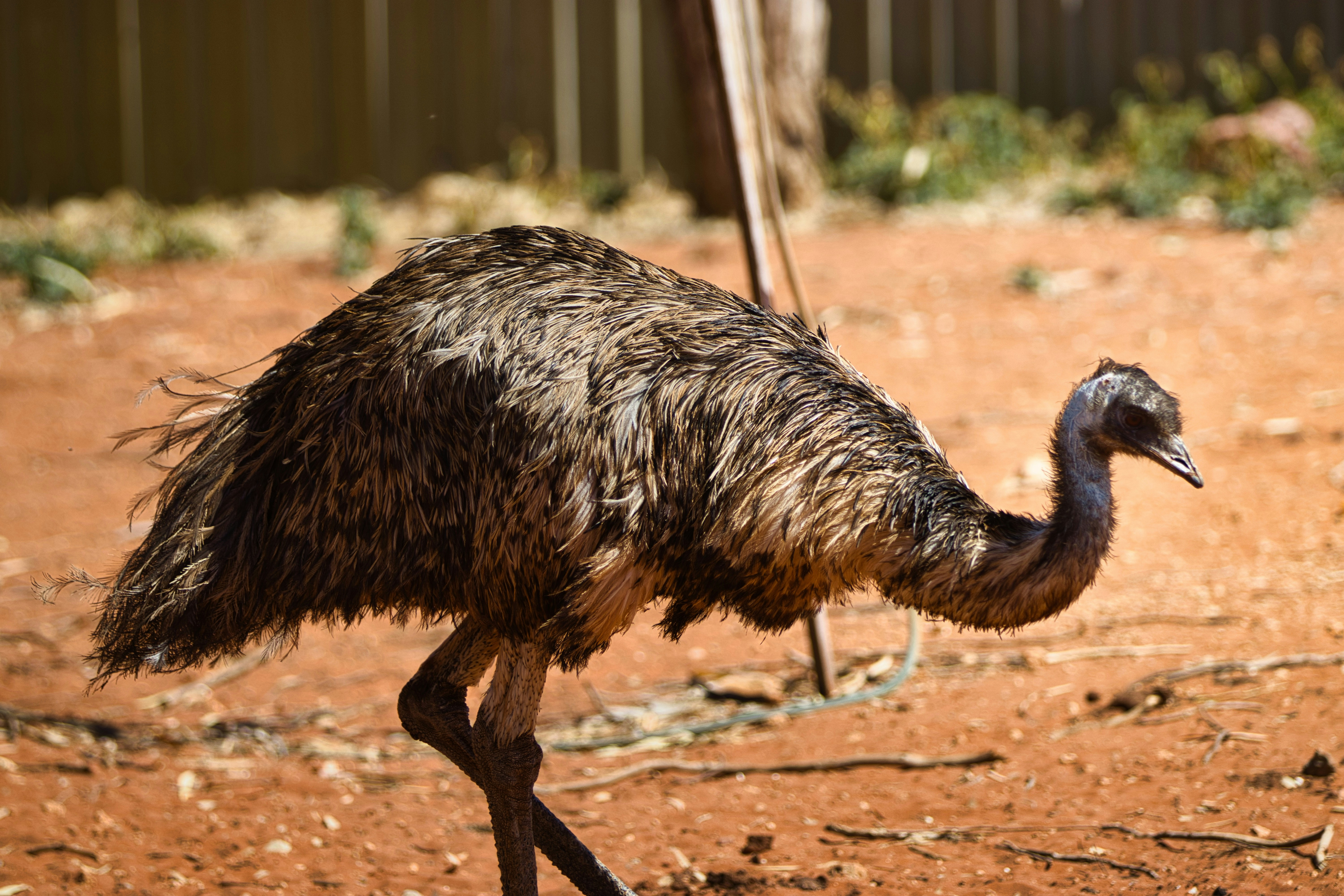 Photo by 𝕡𝕒𝕨𝕤 𝕒𝕟𝕕 𝕡𝕣𝕚𝕟𝕥𝕤 with Canon EOS 250D