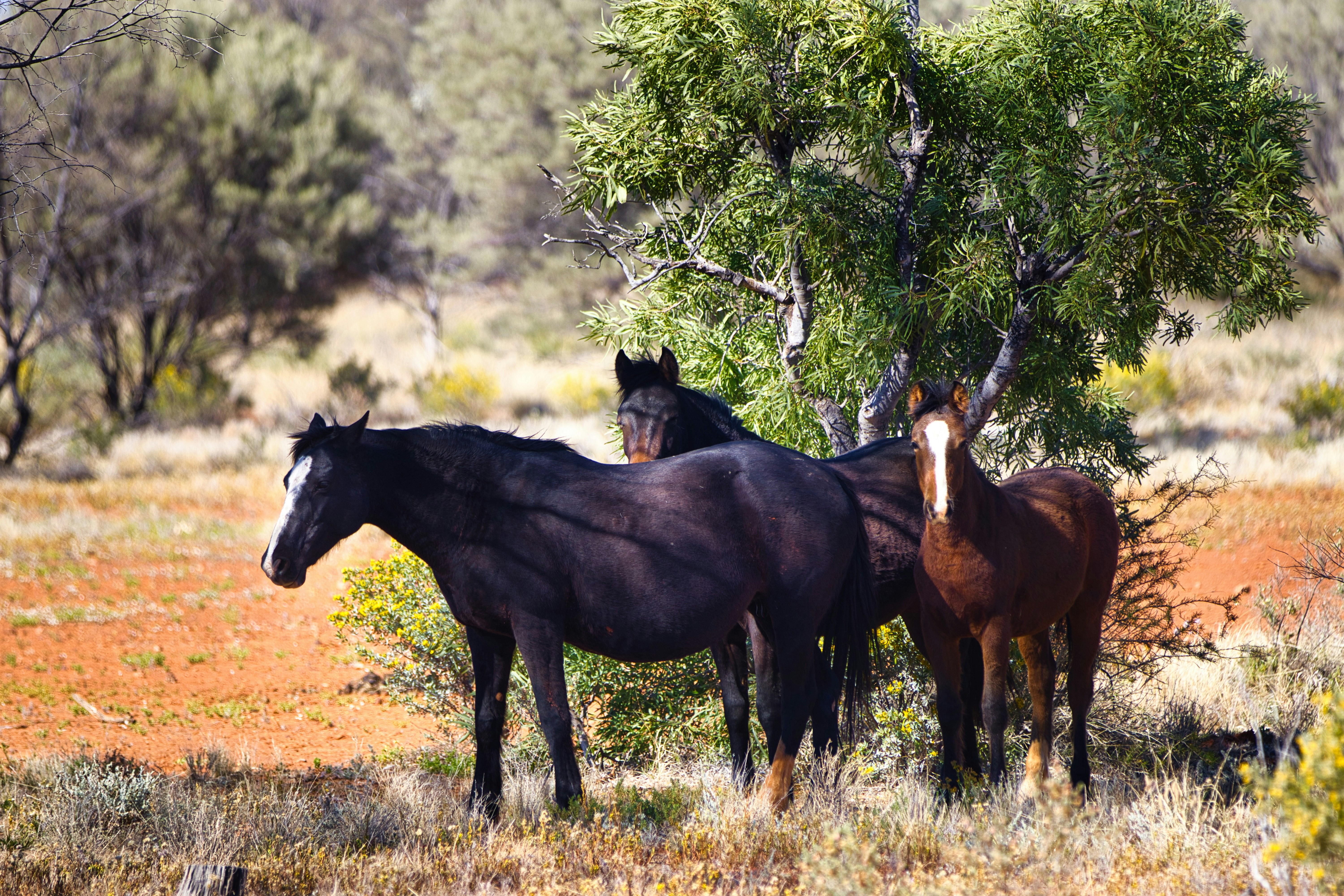 Three horses stand in a dry, grassy field.