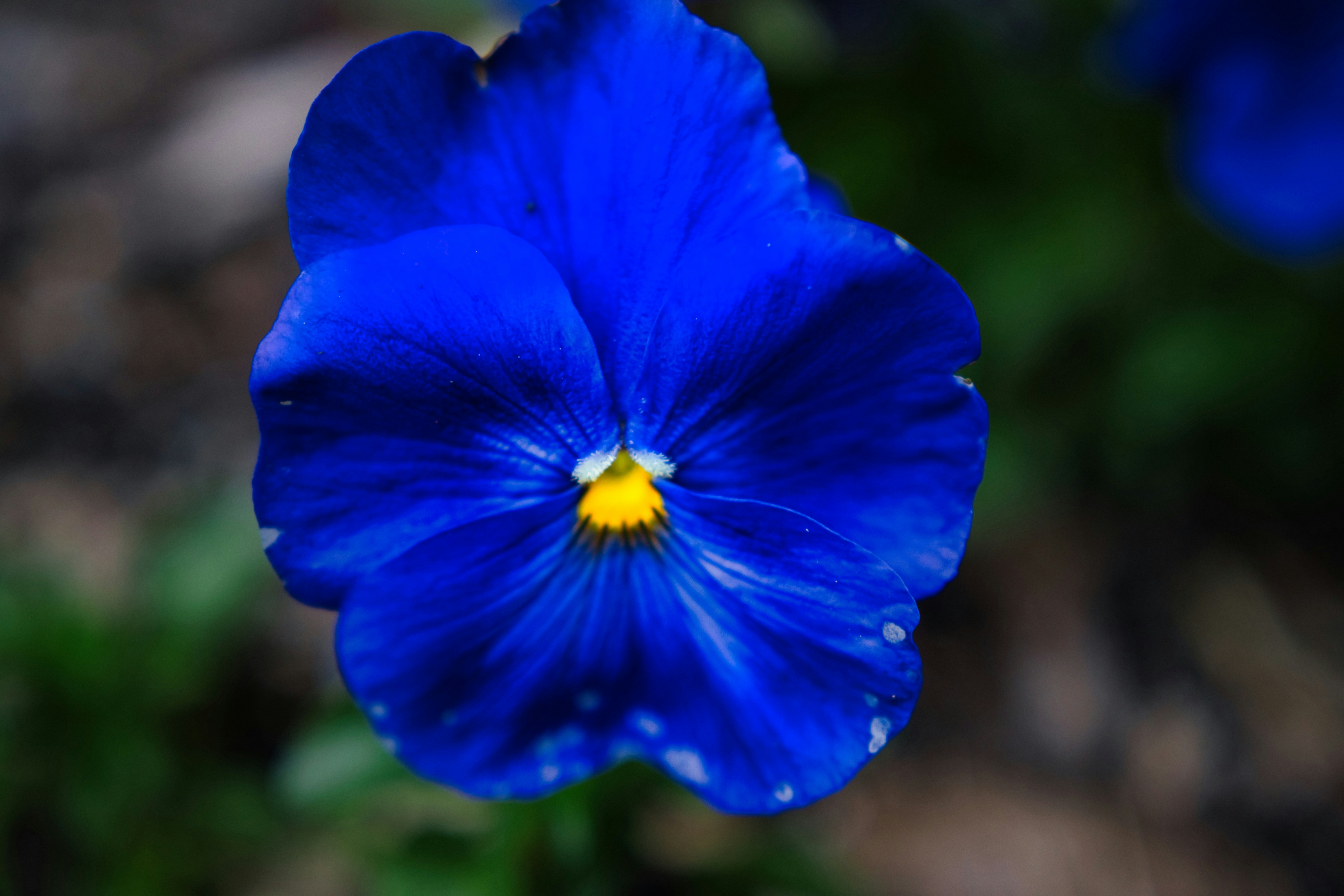 Vibrant Blue Symphony: Nature's Artistic Flourish