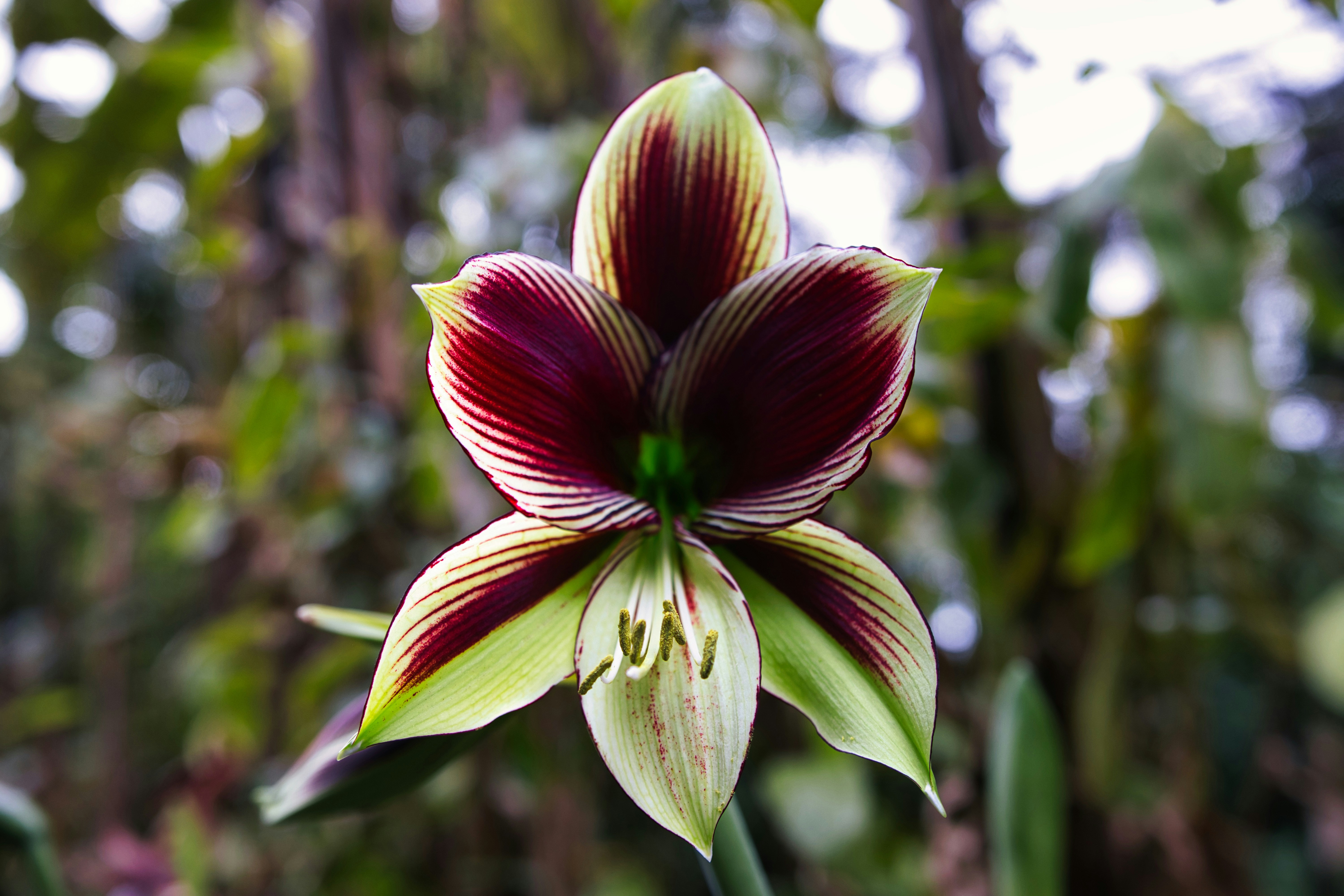 Crimson Striped Amaryllis: Centered Bloom in Soft Bokeh