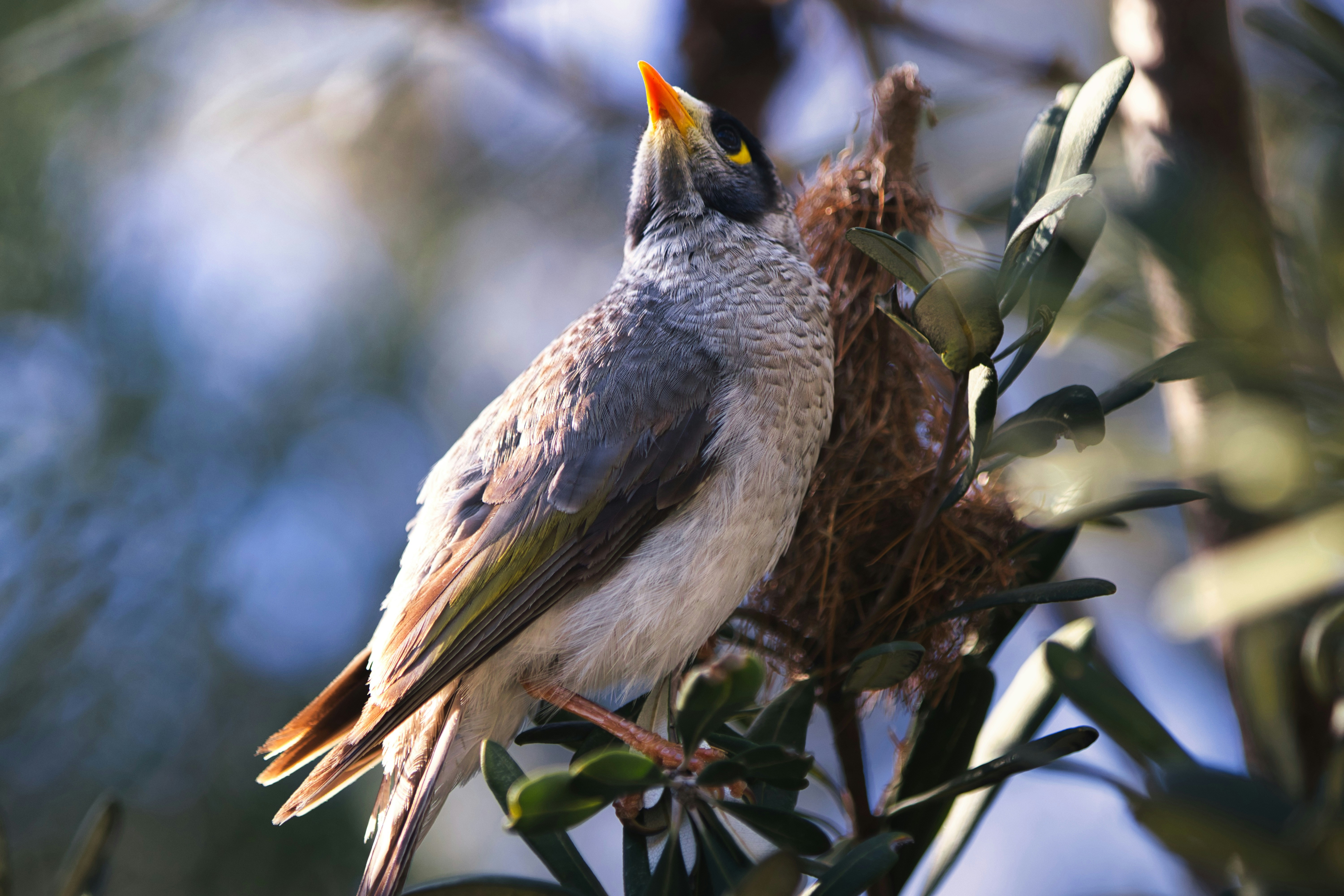 Nesting Harmony: Nature's Caregiver
