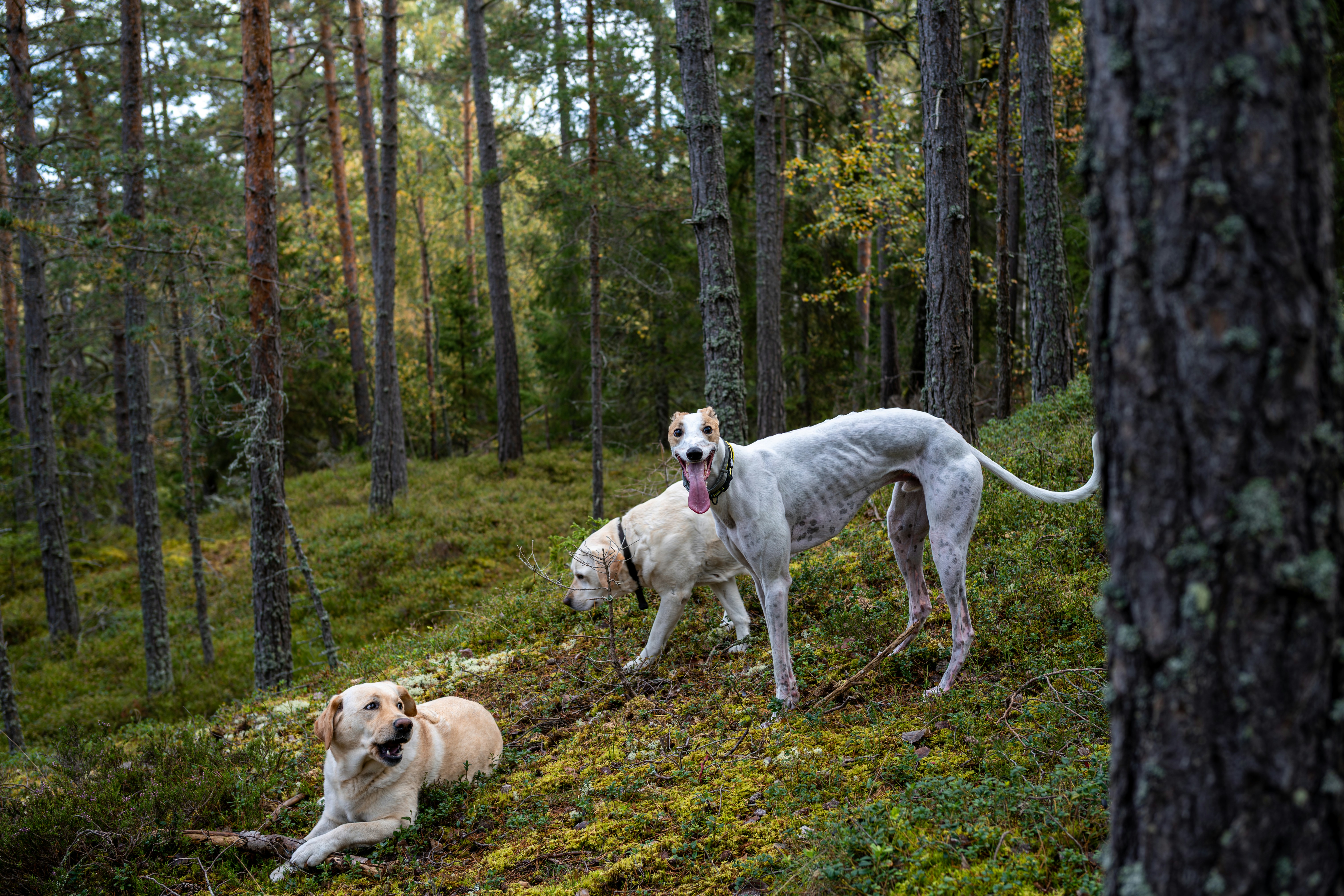 Dogs in the forest | Two dogs in a mossy forest with trees.