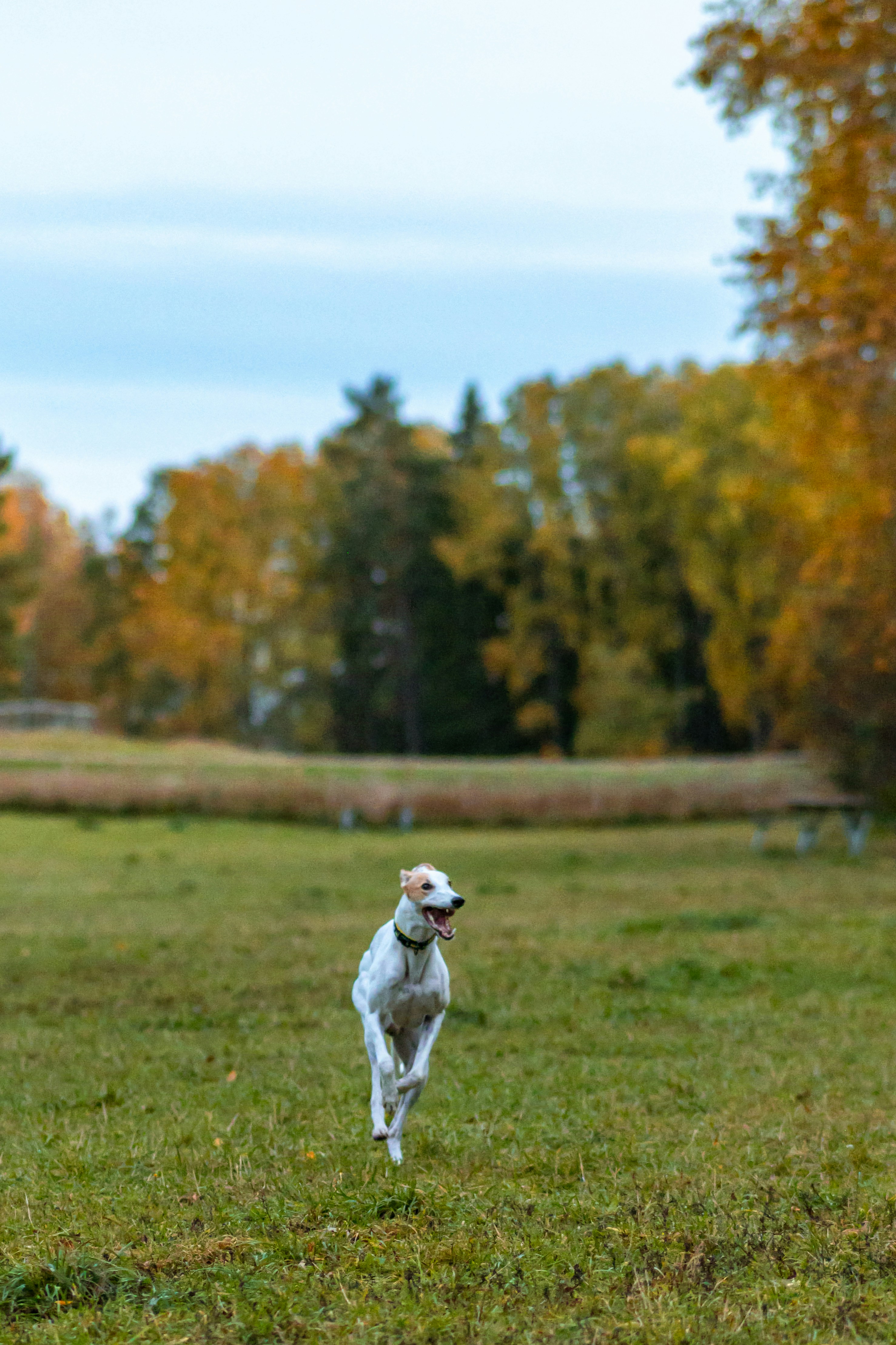 Autumn Sprint: A White Greyhound in Mid-Run Across a Golden Field