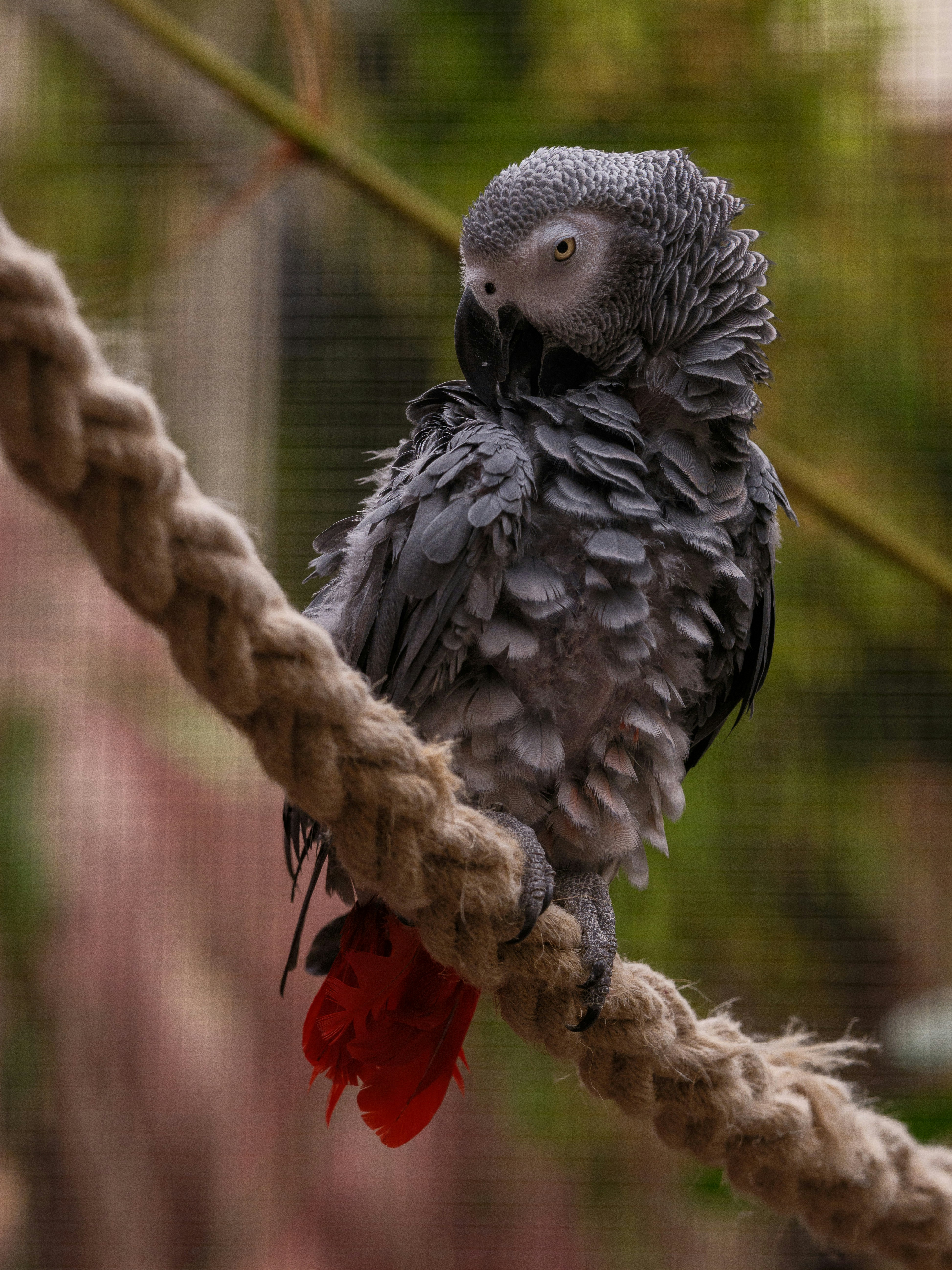 Grey Parrot