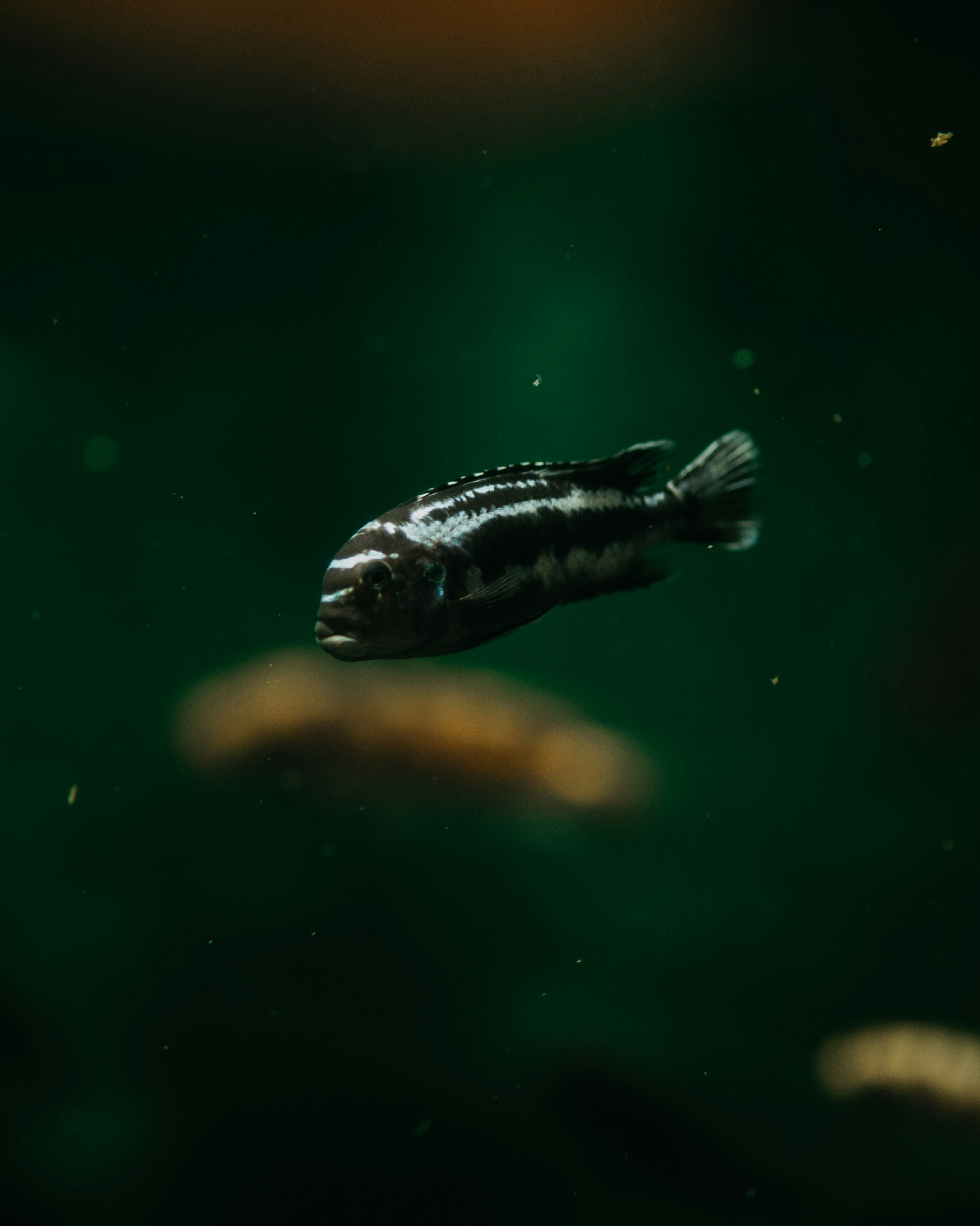 A black and white striped fish gliding gracefully through dark waters, surrounded by soft, blurred colors of other fish. 