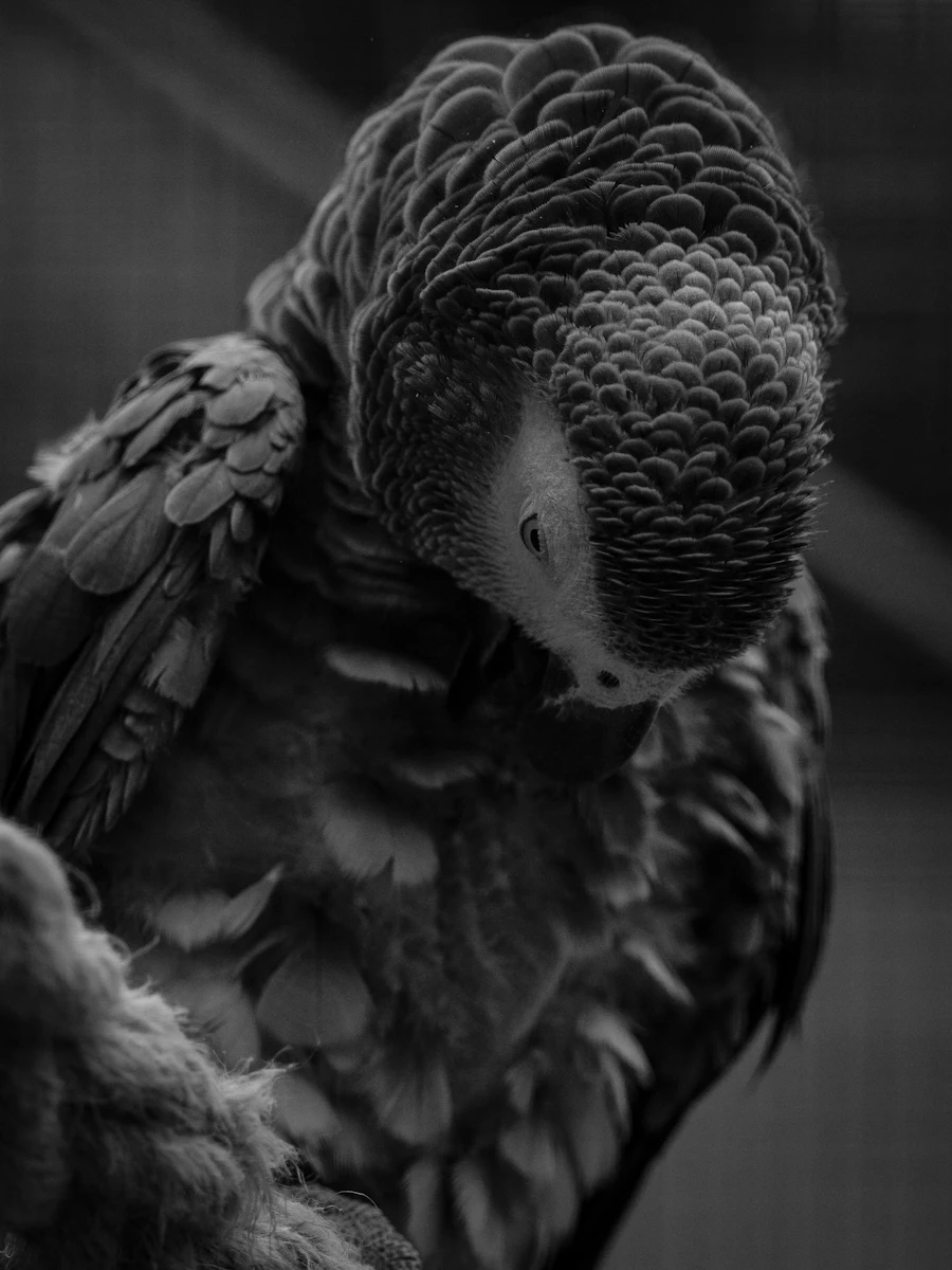 Close-up monochrome parrot with head bowed, showing detailed layered feathers and a single eye visible in profile. Soft background blur keeps focus on the bird’s textured plumage.
