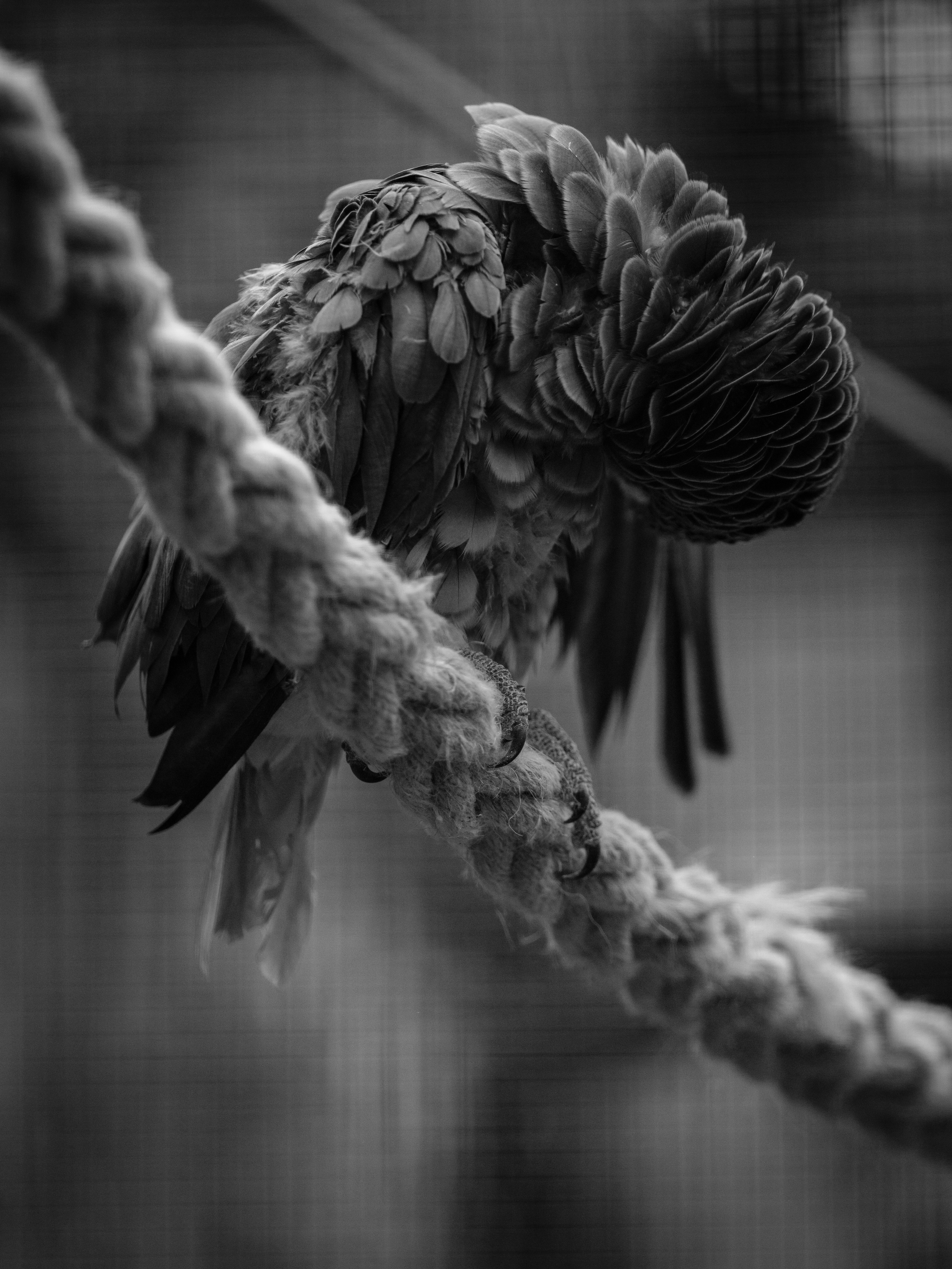 Feathers in Contemplation