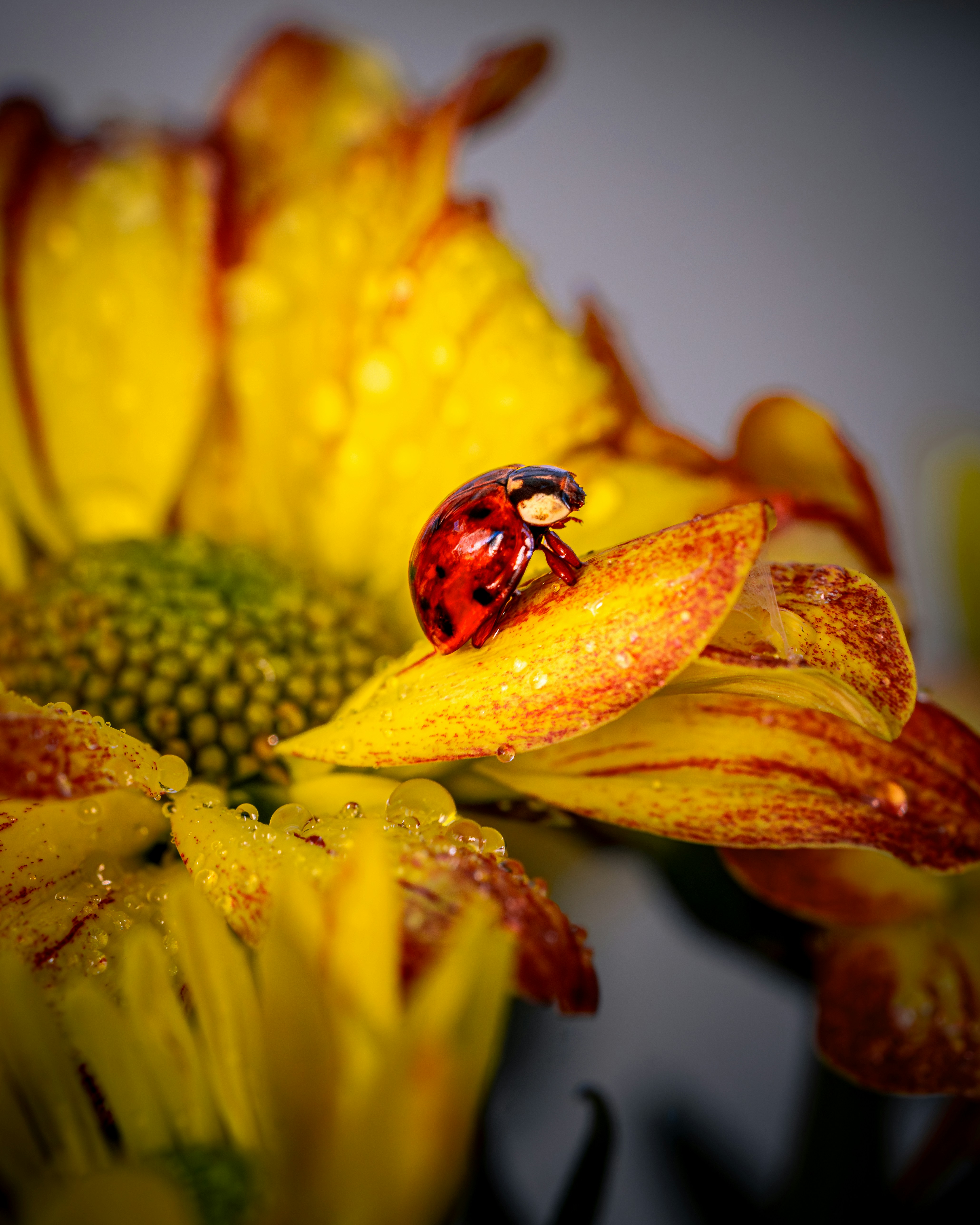 Crimson Ladybug on a Sunlit Chrysanthemum Petal