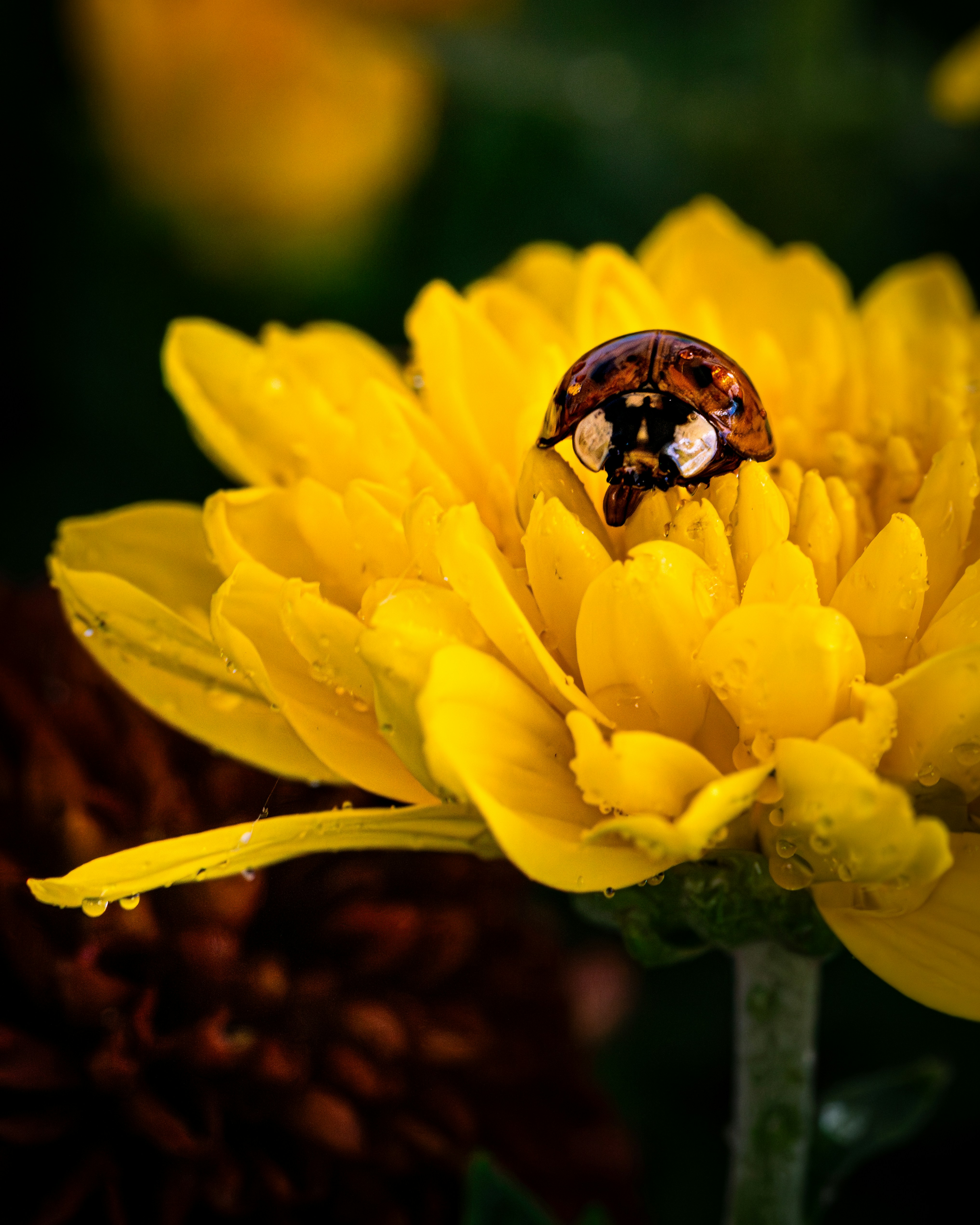 Nature's Tiny Guardian: A Ladybug's Floral Retreat