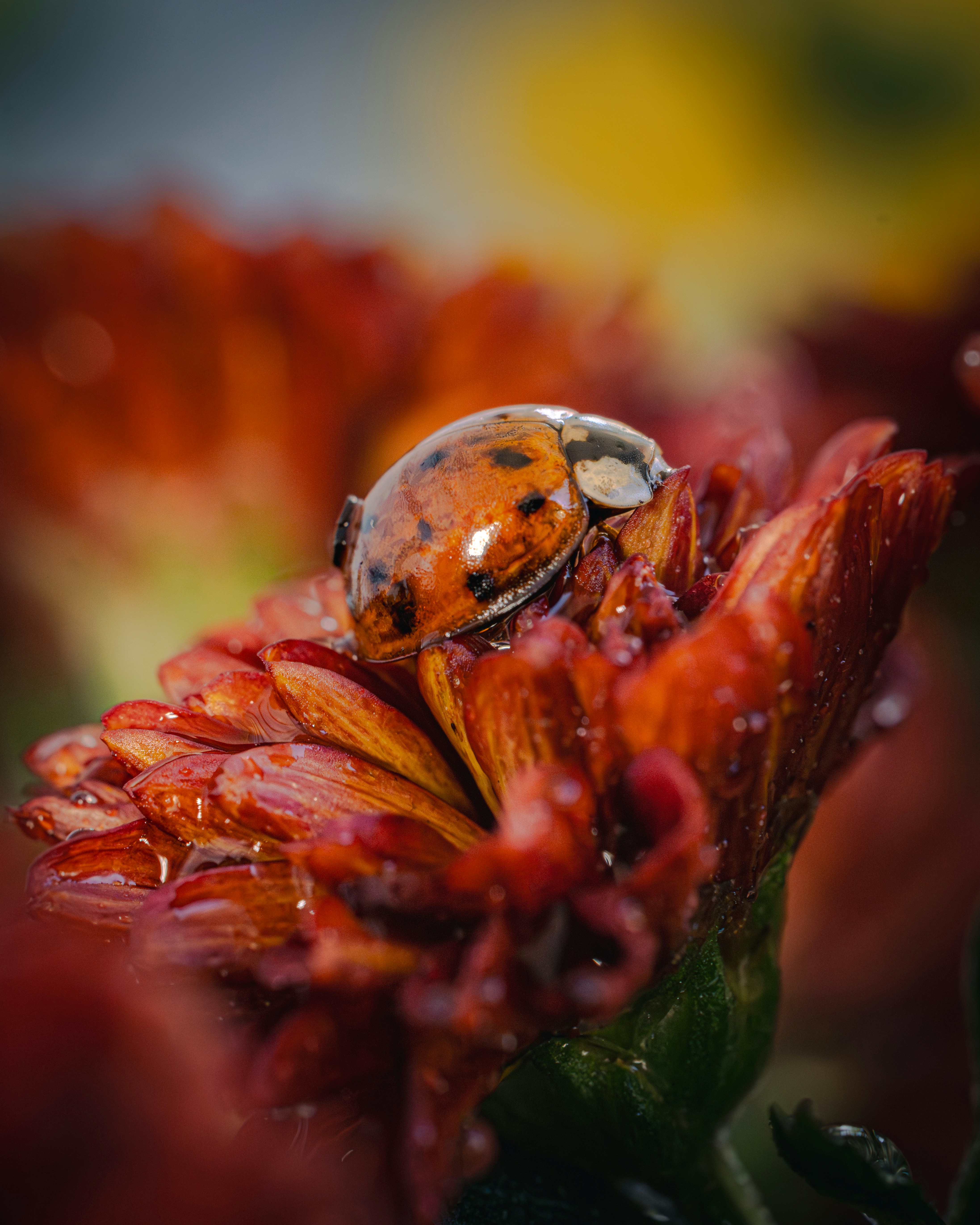 Crimson Crown on a Velvet Bloom: Macro Portrait of a Ladybug