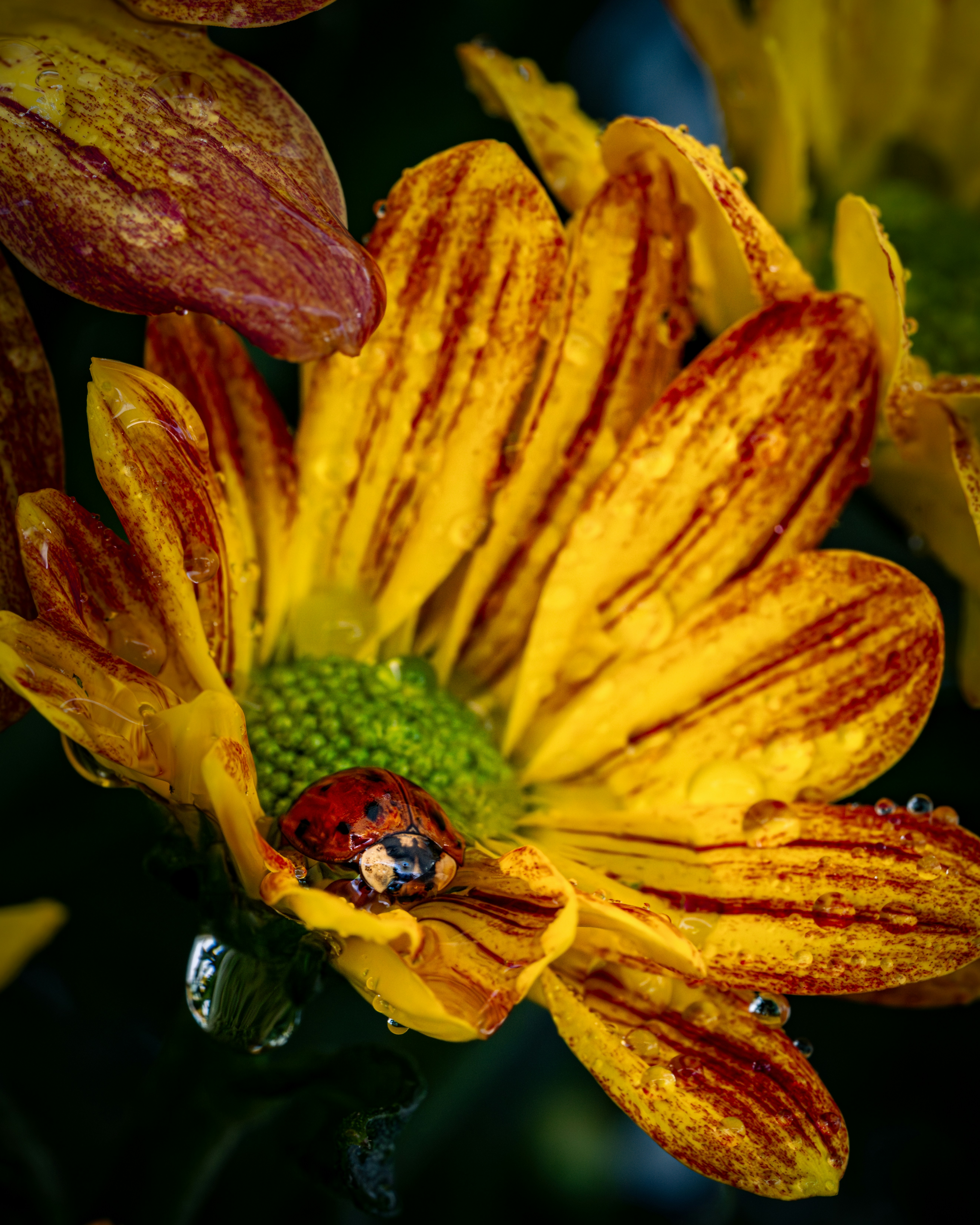 Nature's Tiny Guardian Amidst Vibrant Petals